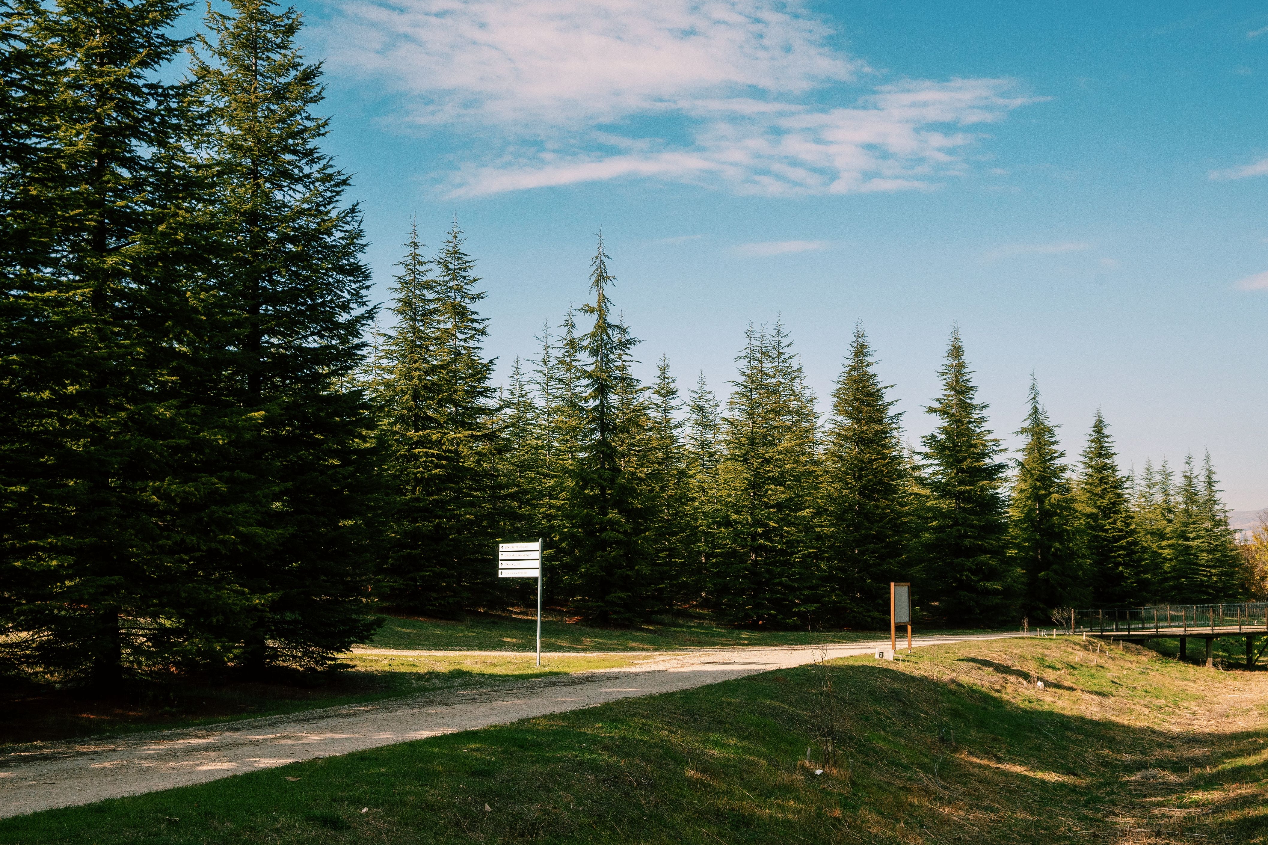Scenic Pine Tree Forest Pathway in Daylight · Free Stock Photo