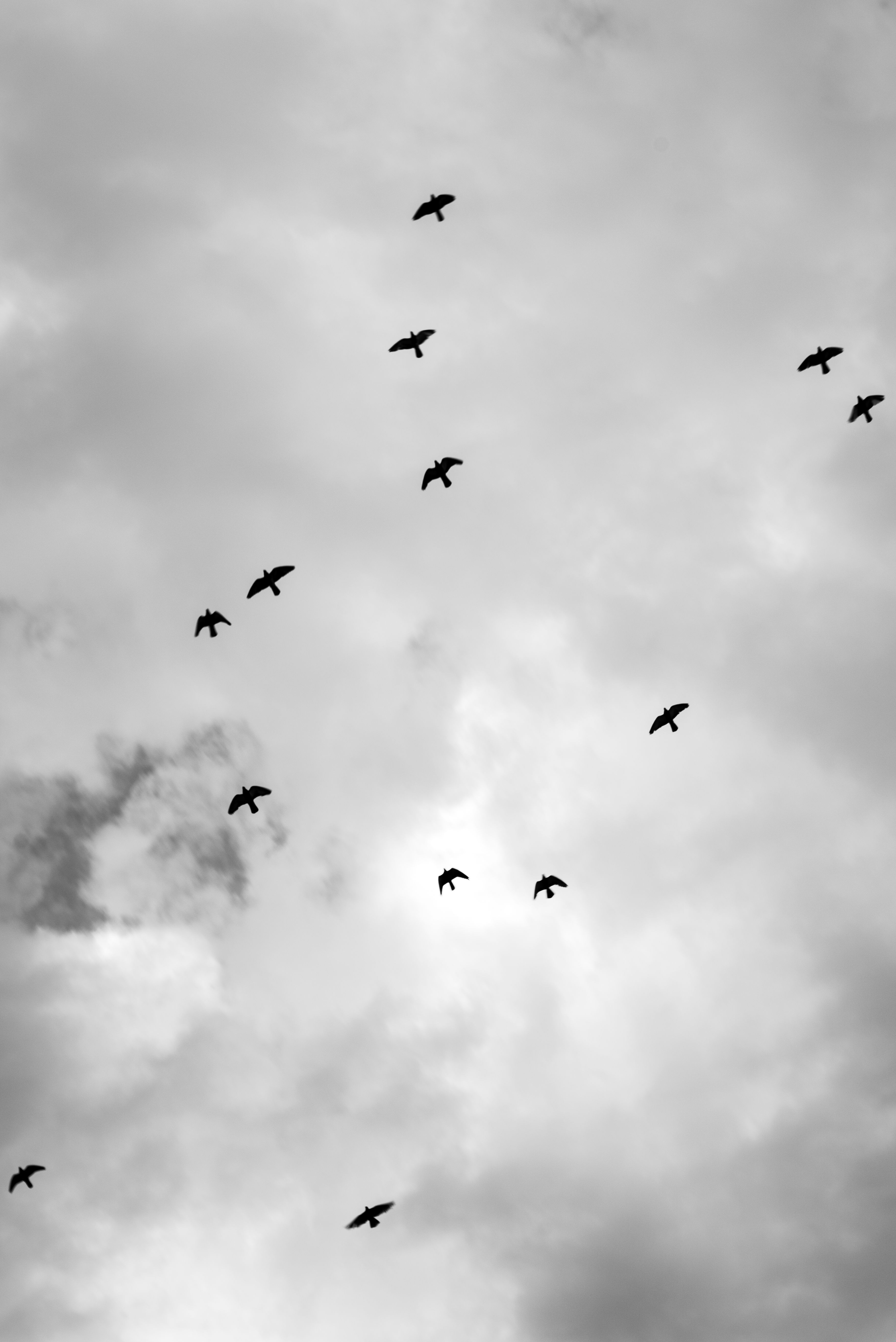 Monochrome Birds in Flight Against Cloudy Sky · Free Stock Photo