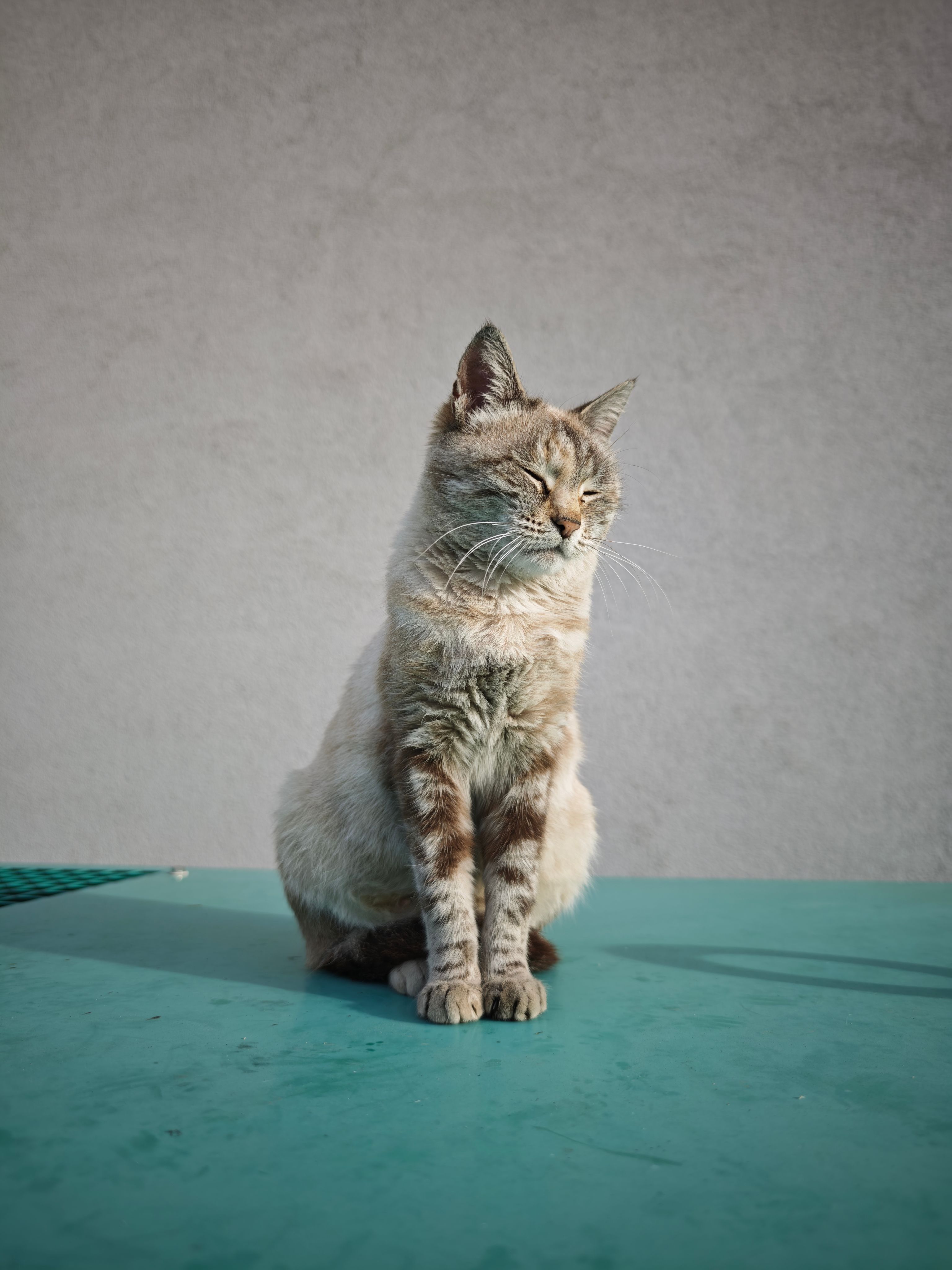 Serene Cat Basking in the Sun Outdoors · Free Stock Photo
