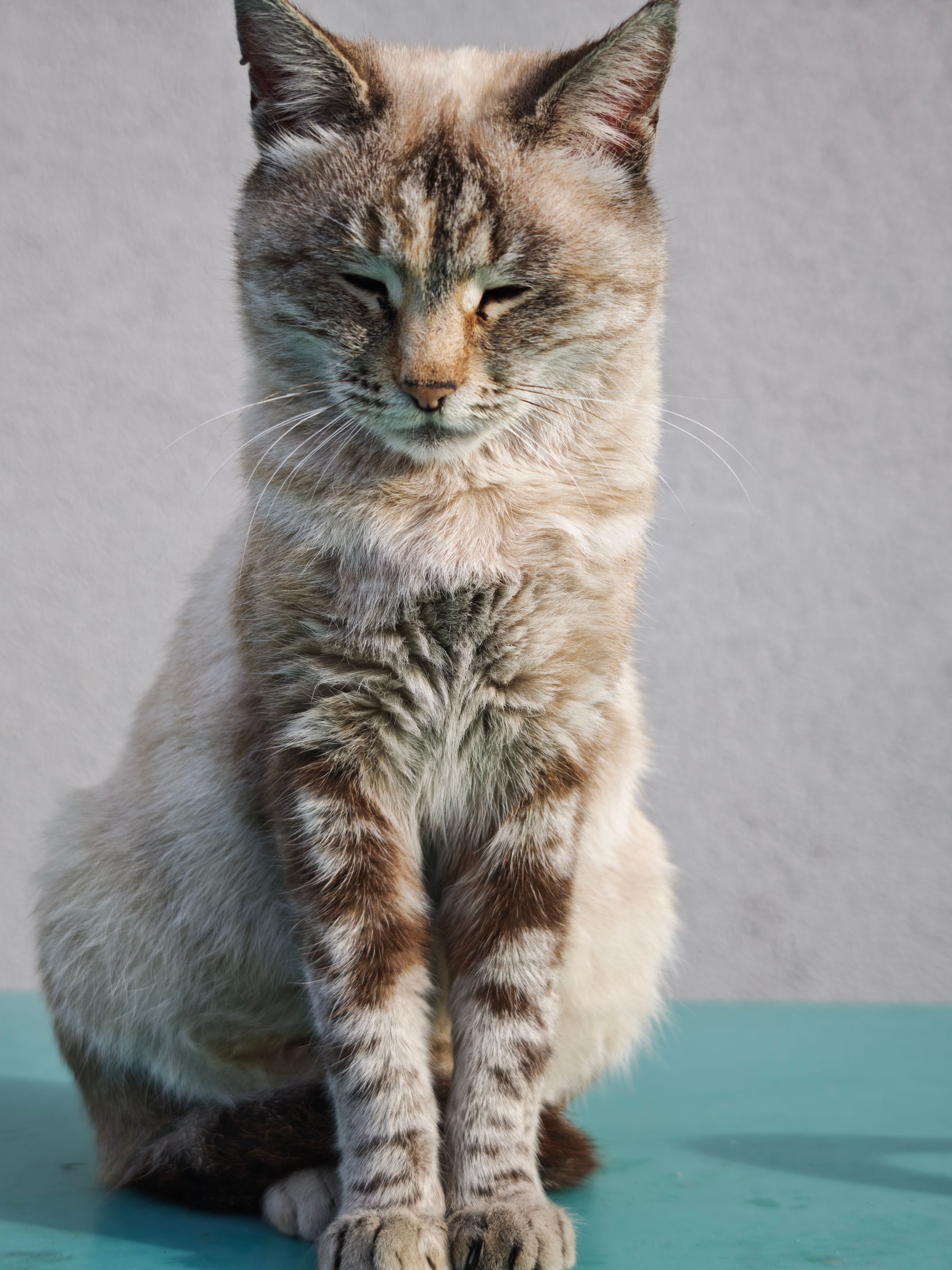 Serene Siamese Cat in Sunlight Portrait · Free Stock Photo