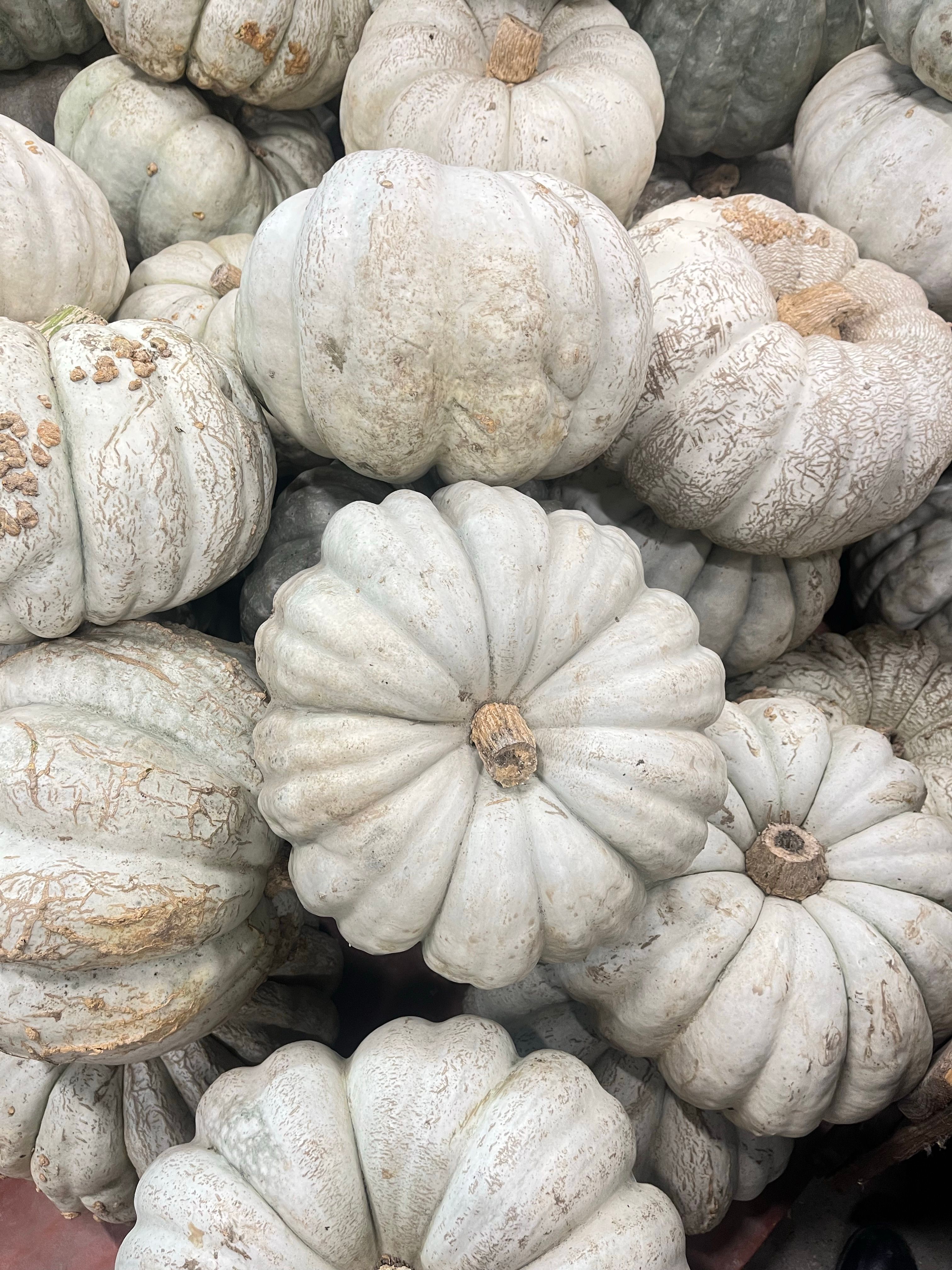 Non Traditional Pumpkins Photos, Download The BEST Free Non Traditional ...