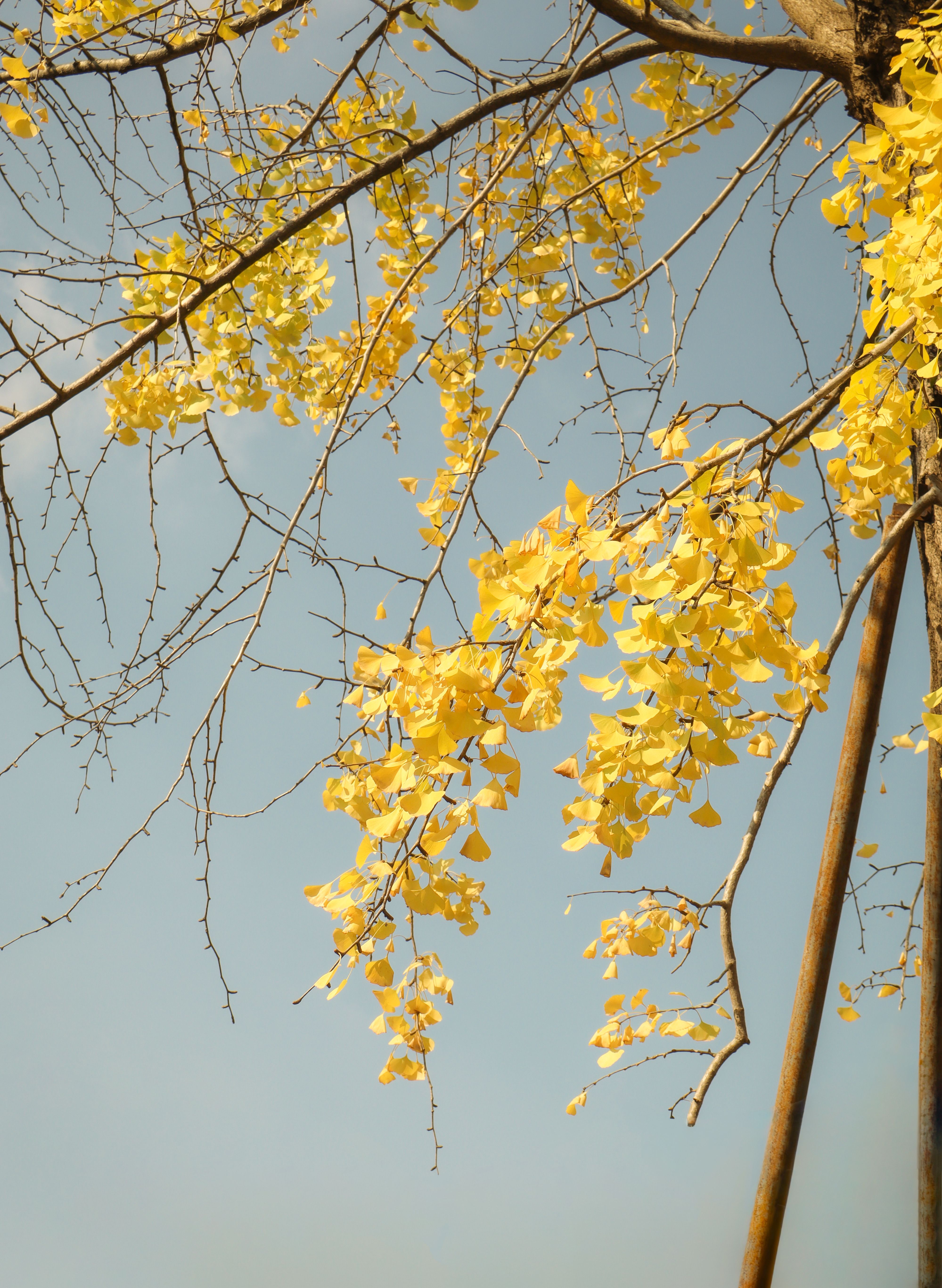 Golden Ginkgo Leaves in Chengdu during Fall · Free Stock Photo