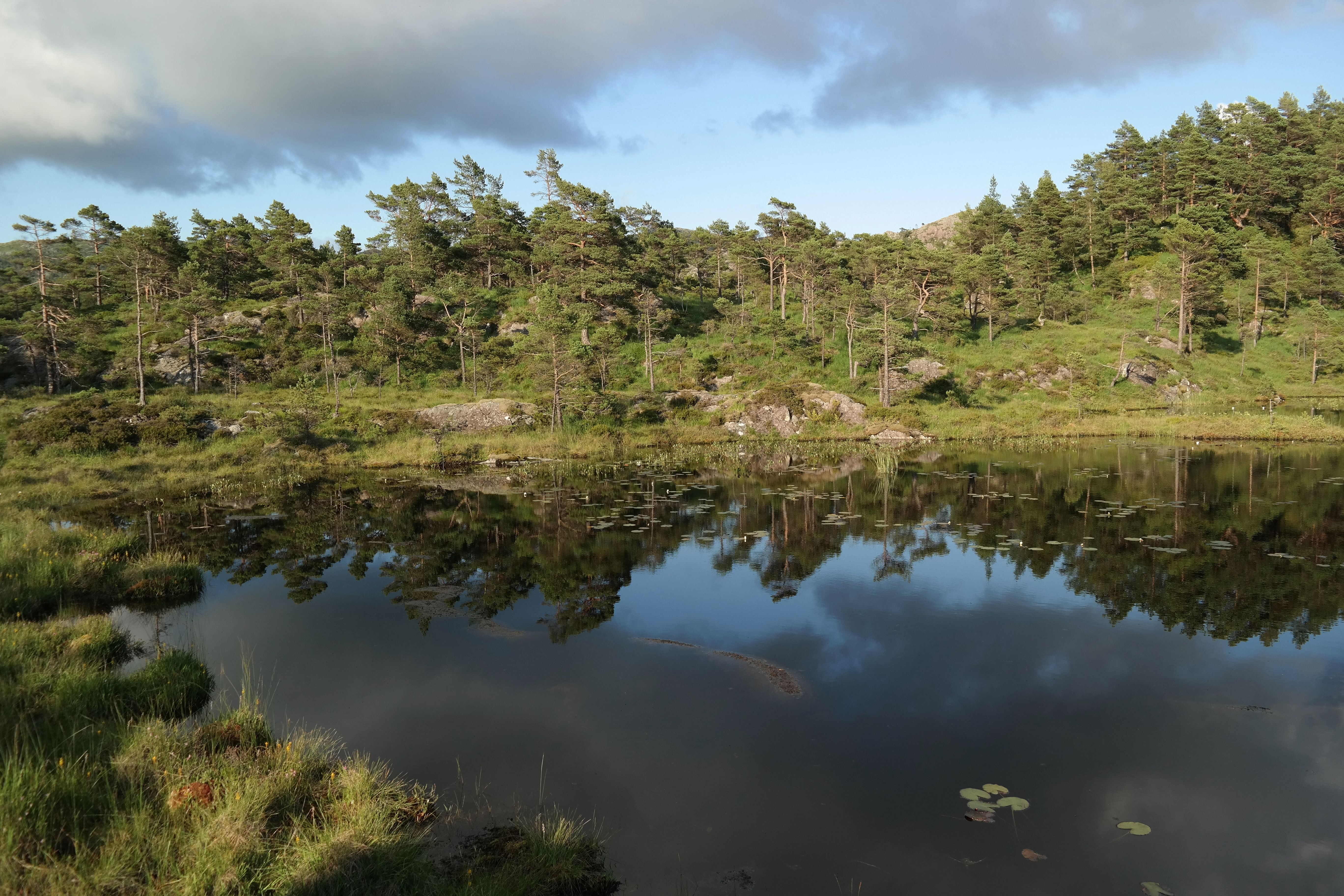 Serene Pond Reflection in Fitjar, Vestland, Norway · Free Stock Photo