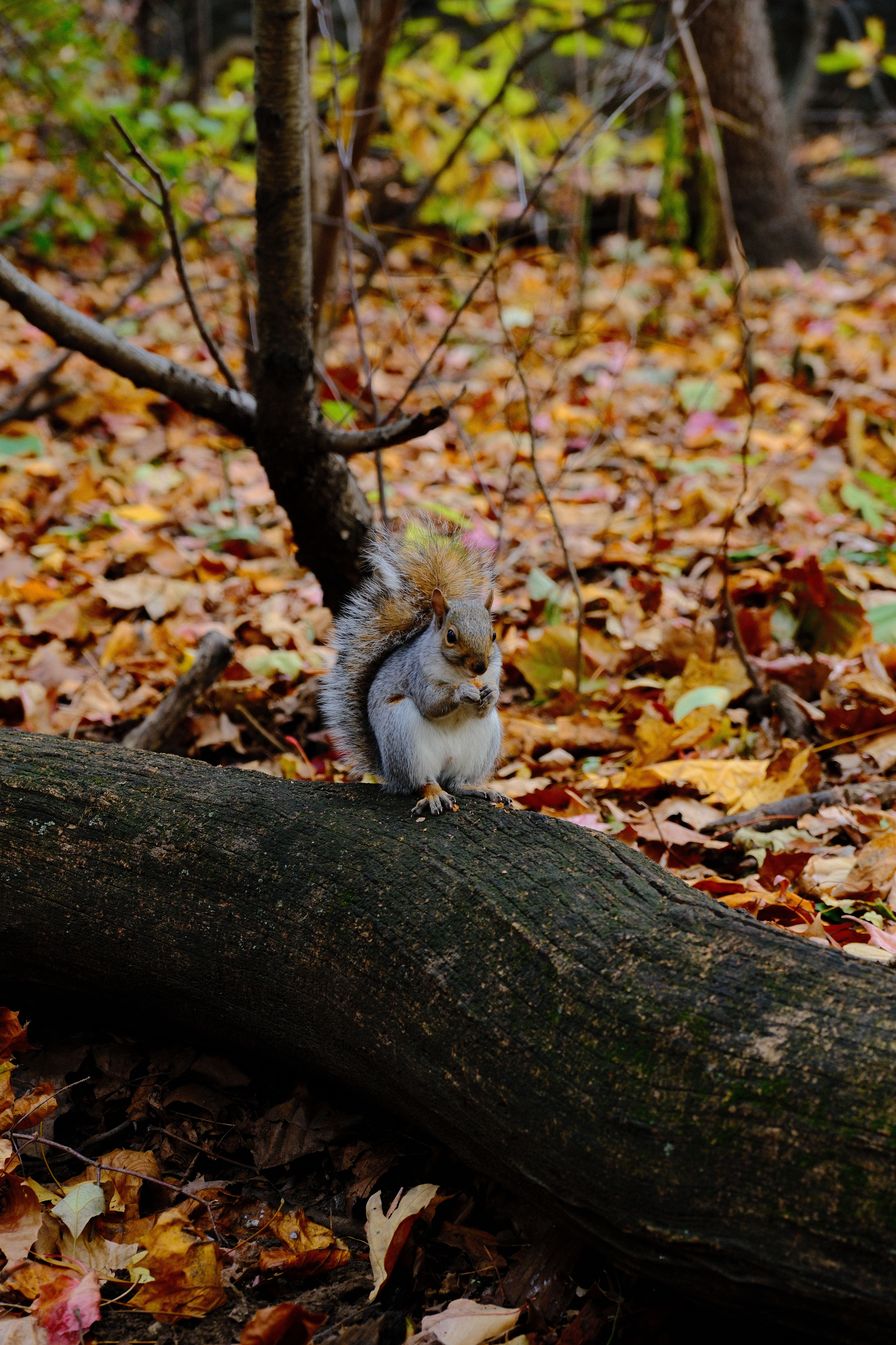 Gray Squirrel on Fallen Log in Autumn Forest · Free Stock Photo