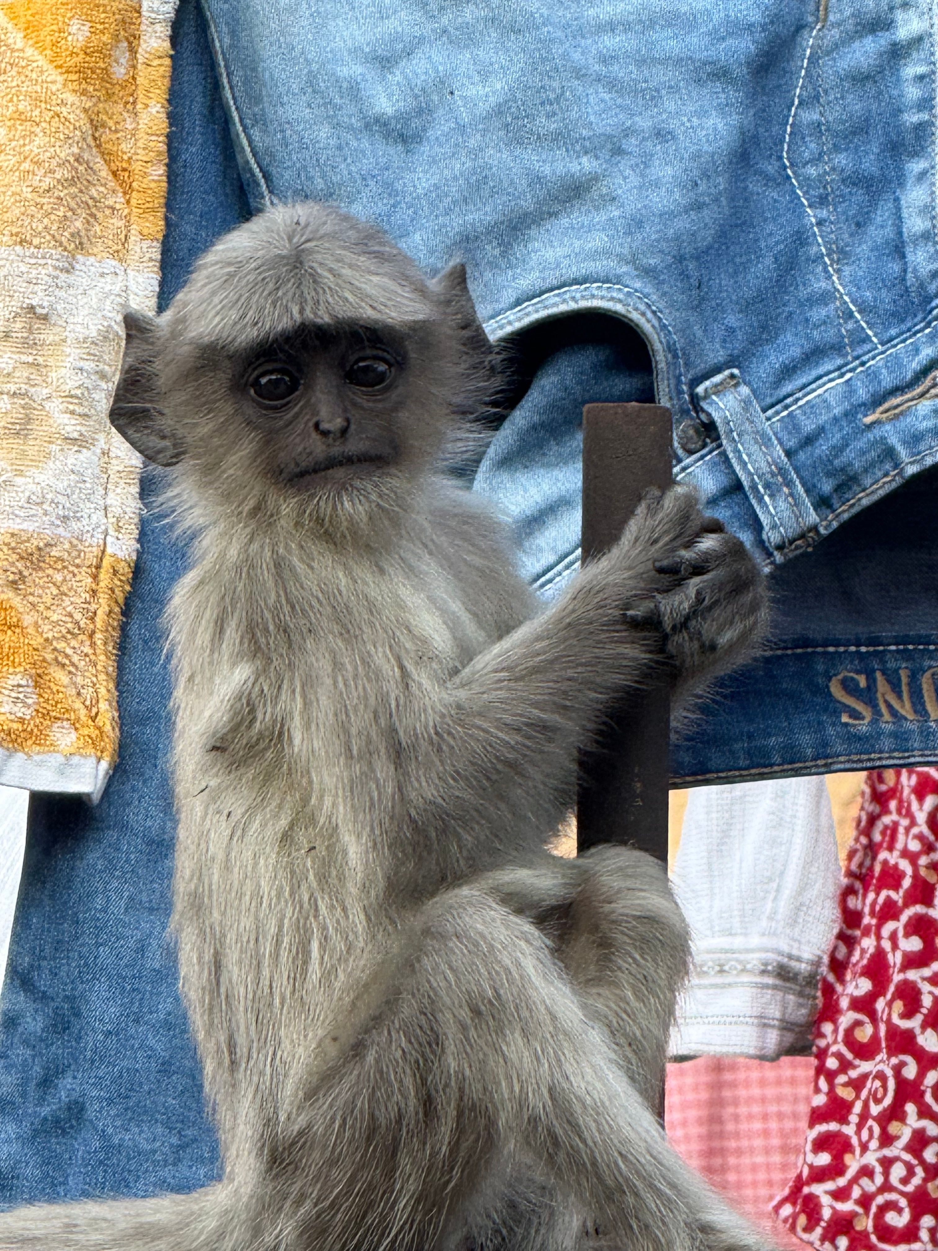 Gray Langur Monkey Among Colorful Clothes · Free Stock Photo