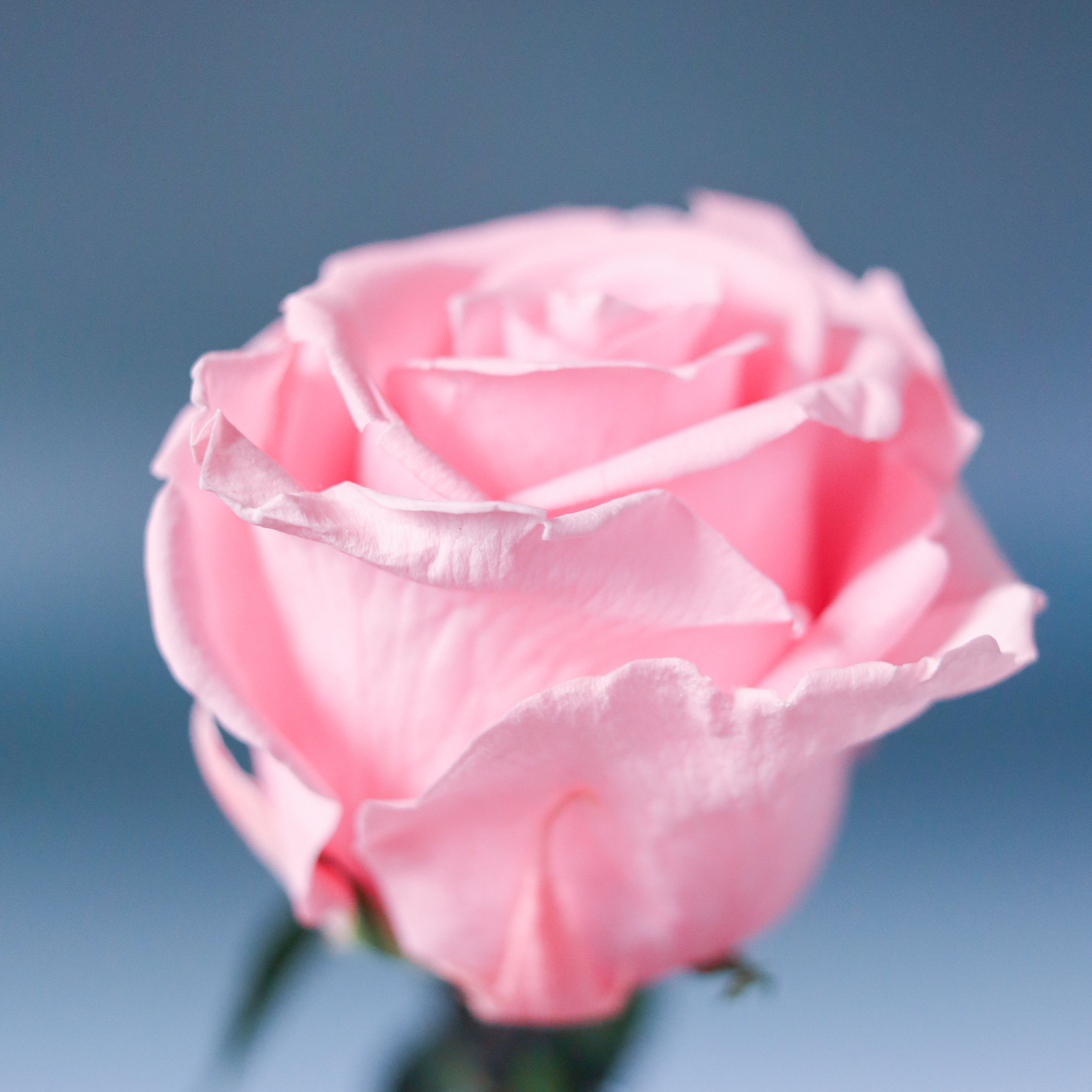 Close-up of a Delicate Pink Rose Bloom · Free Stock Photo