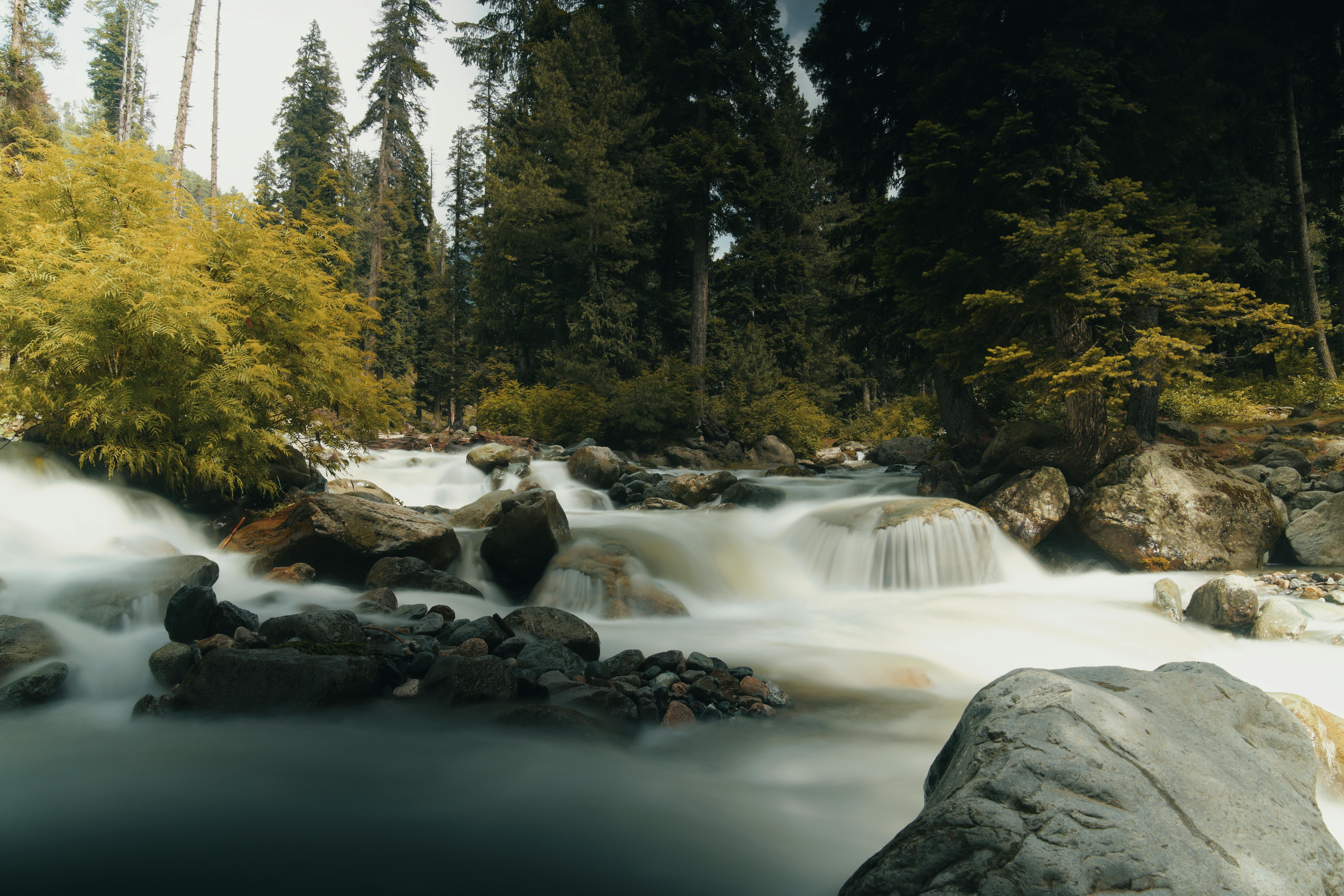Tranquil Forest Stream in Kashmir Wilderness · Free Stock Photo