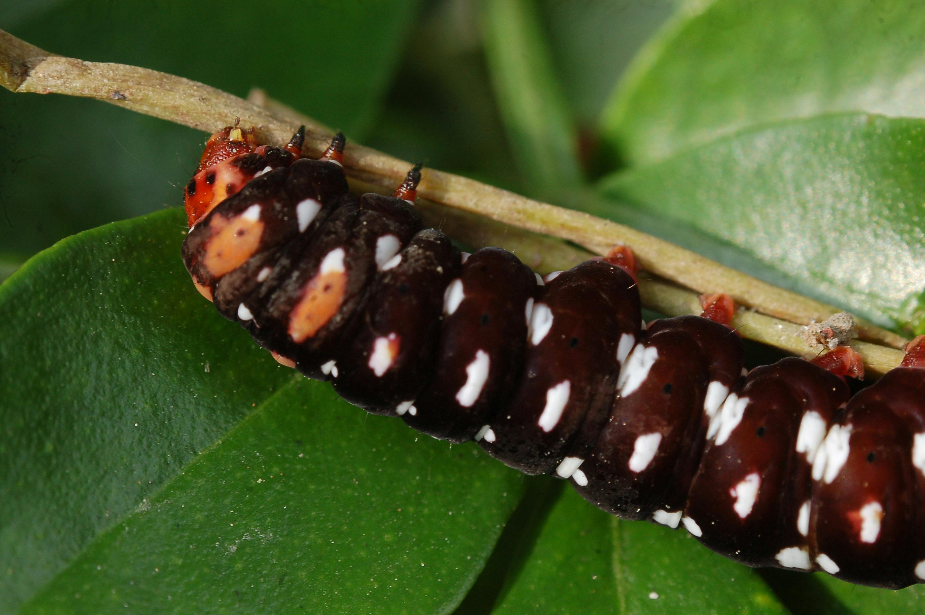 Debadutta · Fotografía