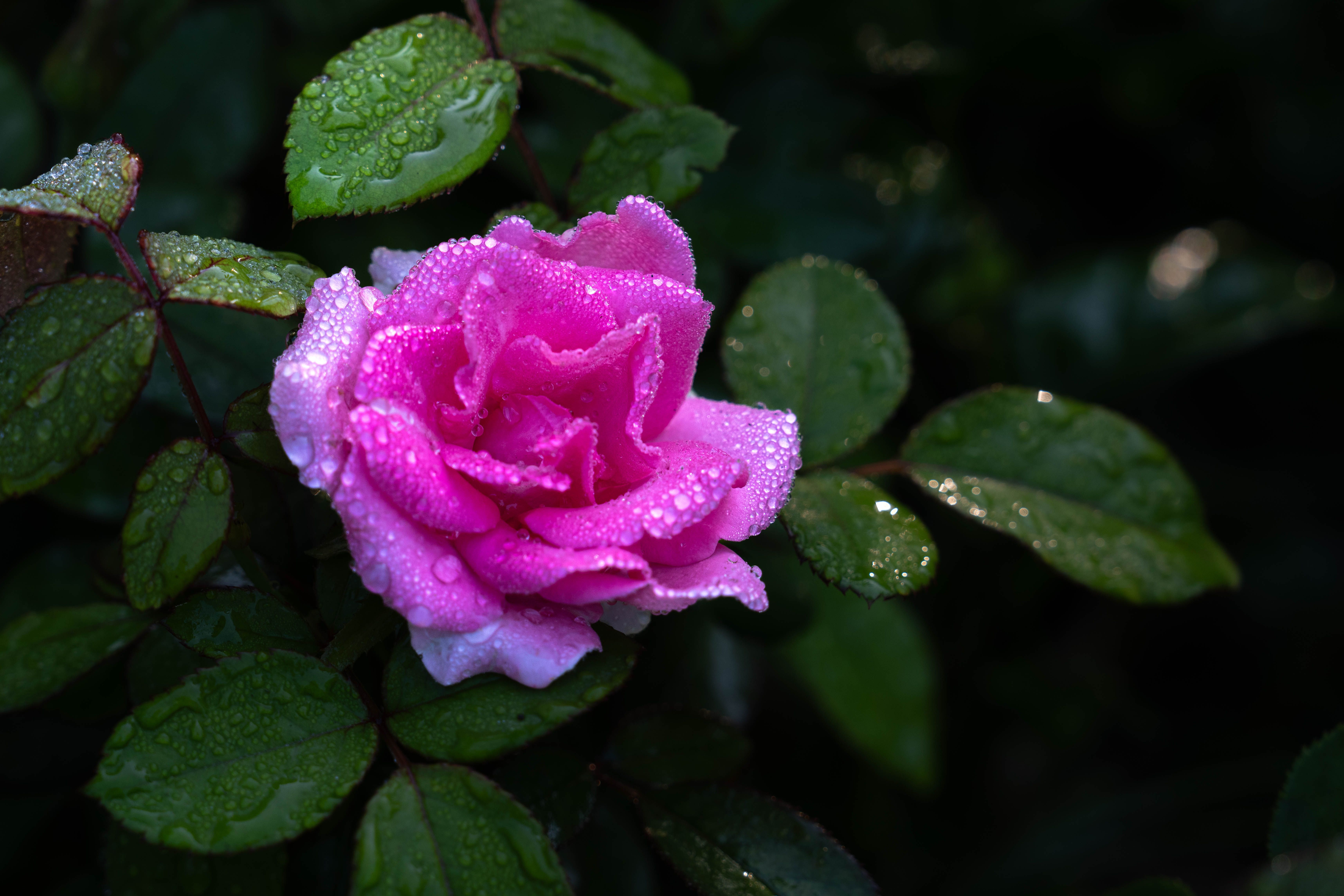 Close-up of Dew-Covered Pink Rose in Bloom · Free Stock Photo