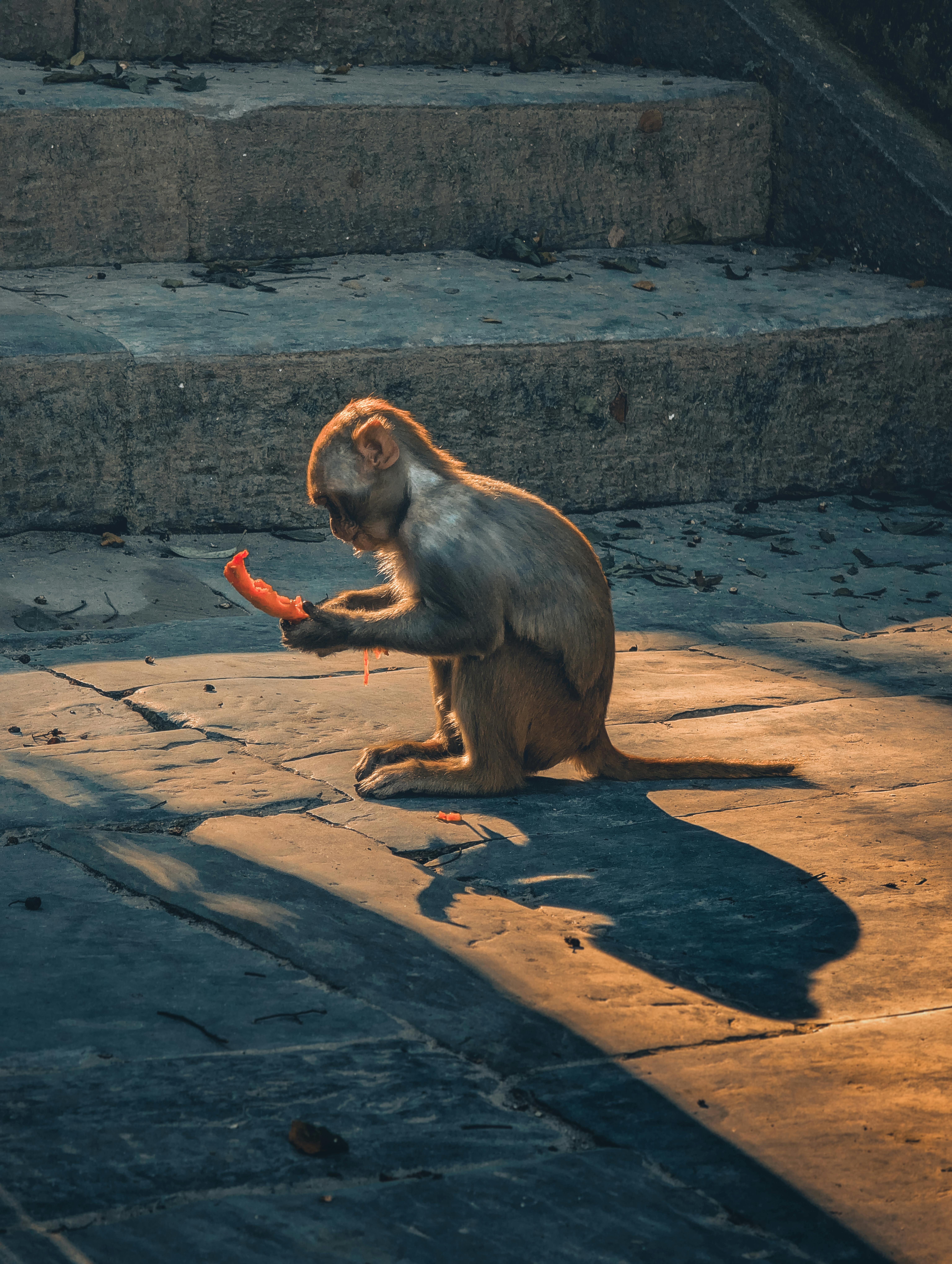 Rhesus Monkey Eating in Nepalese Sunlight · Free Stock Photo
