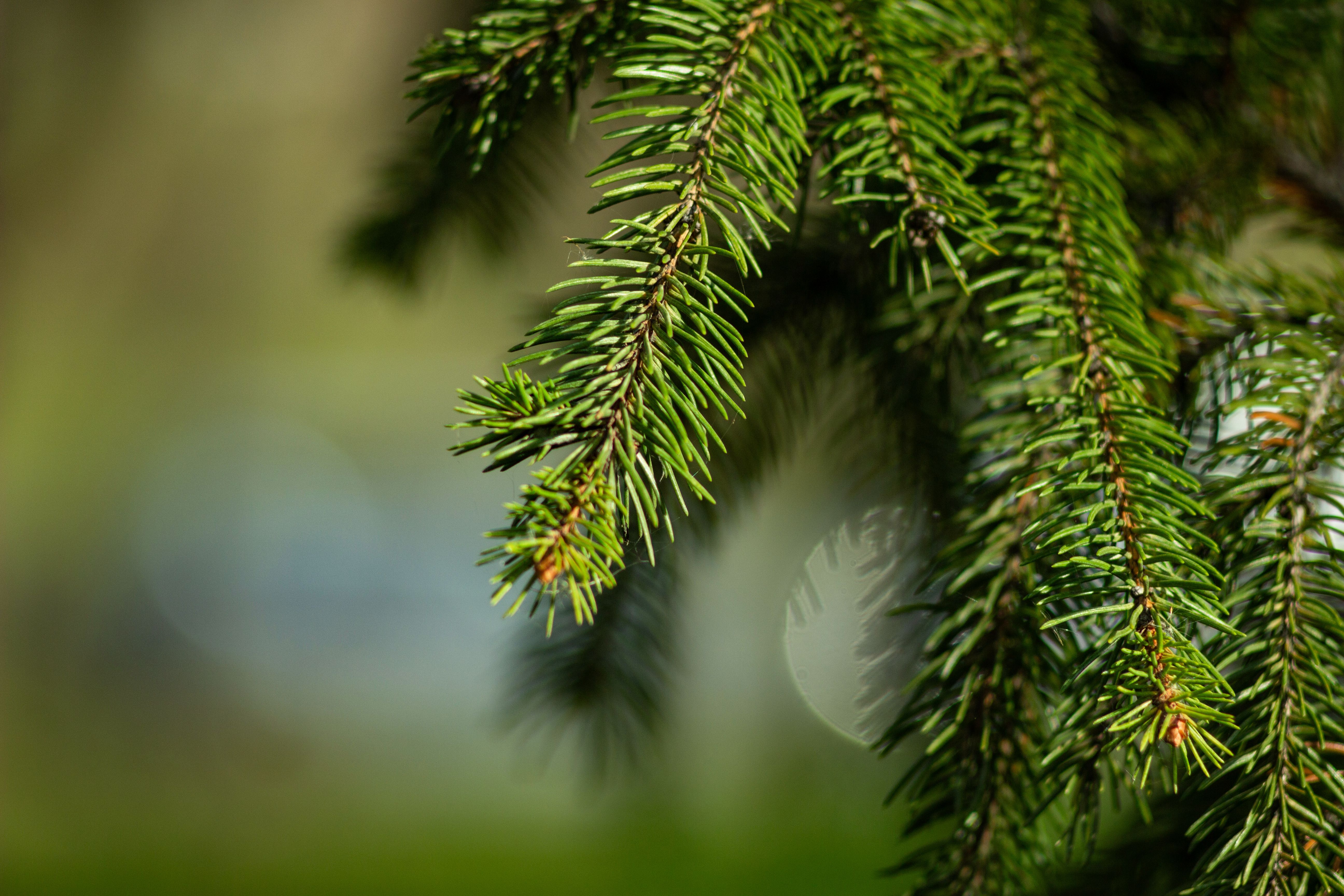 Close-up of Evergreen Pine Tree Branches · Free Stock Photo