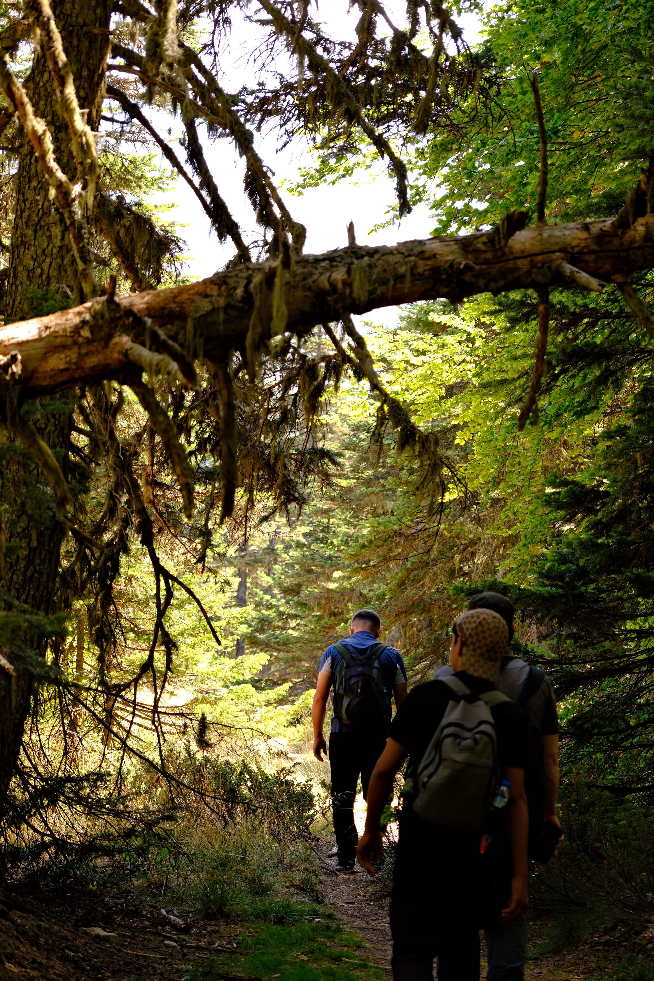 Group Hiking in Lush Forest Trail · Free Stock Photo