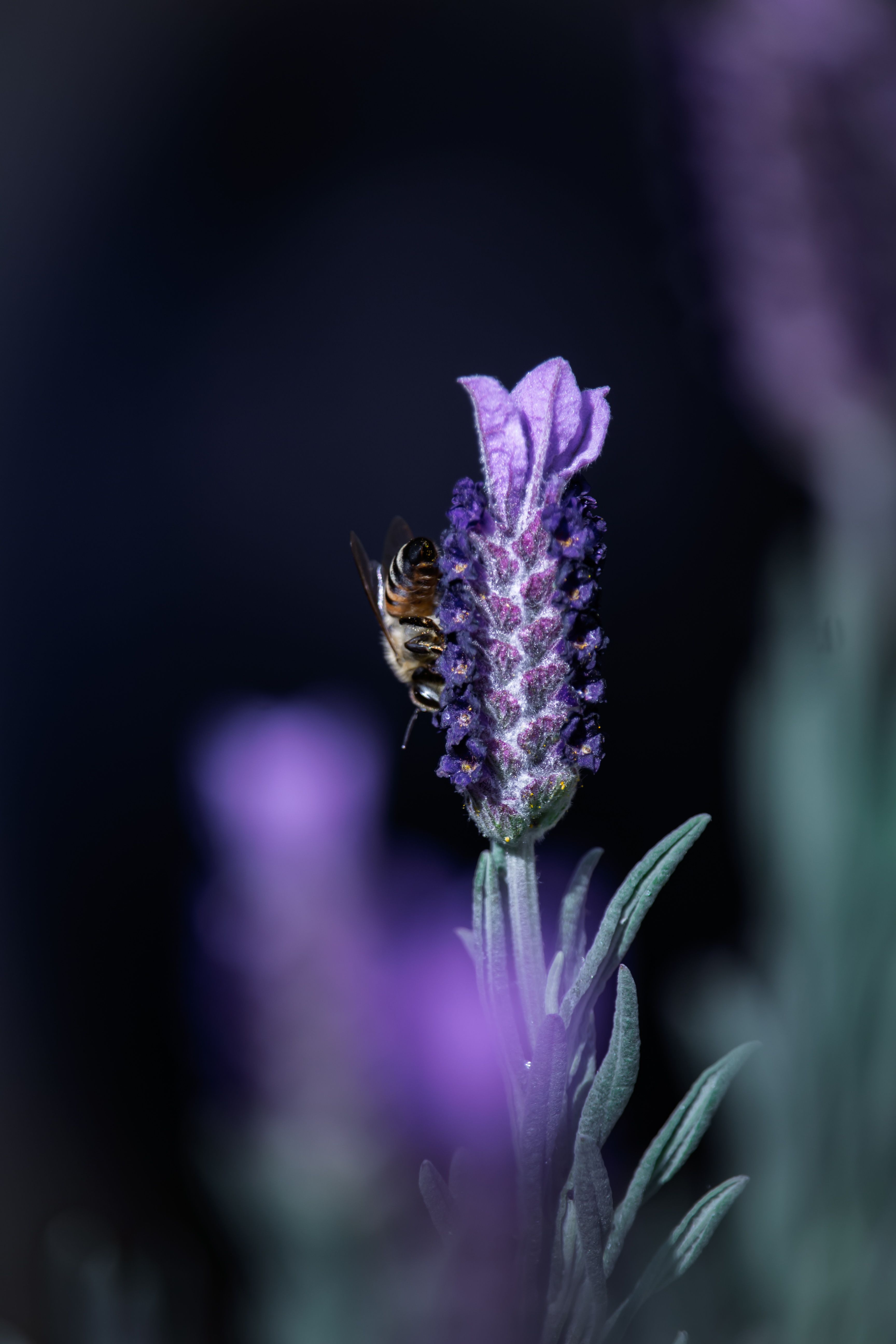 Wildflower Bee Pollen Photos, Download The BEST Free Wildflower Bee ...