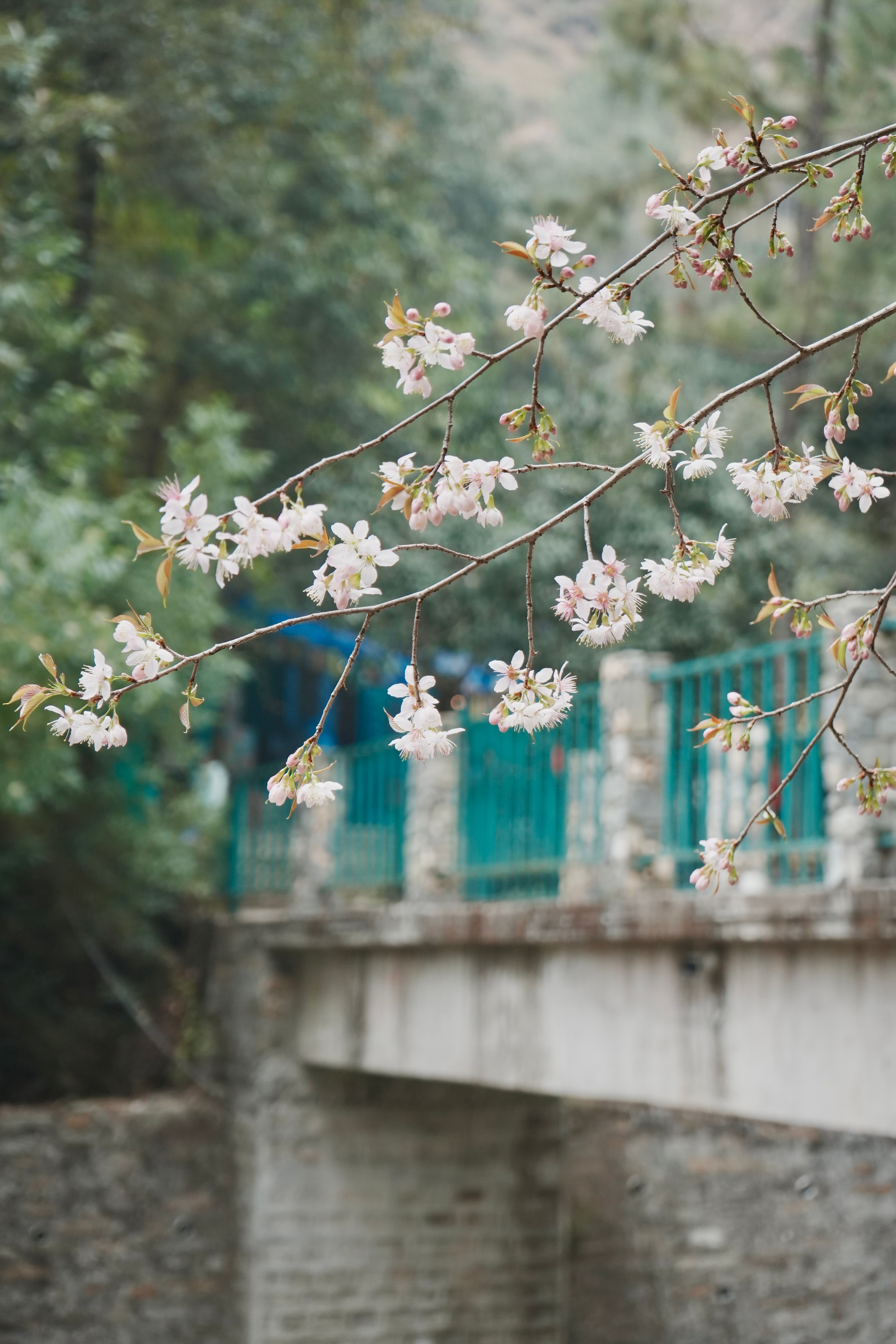 Cherry Blossoms by a Stone Bridge in Spring · Free Stock Photo