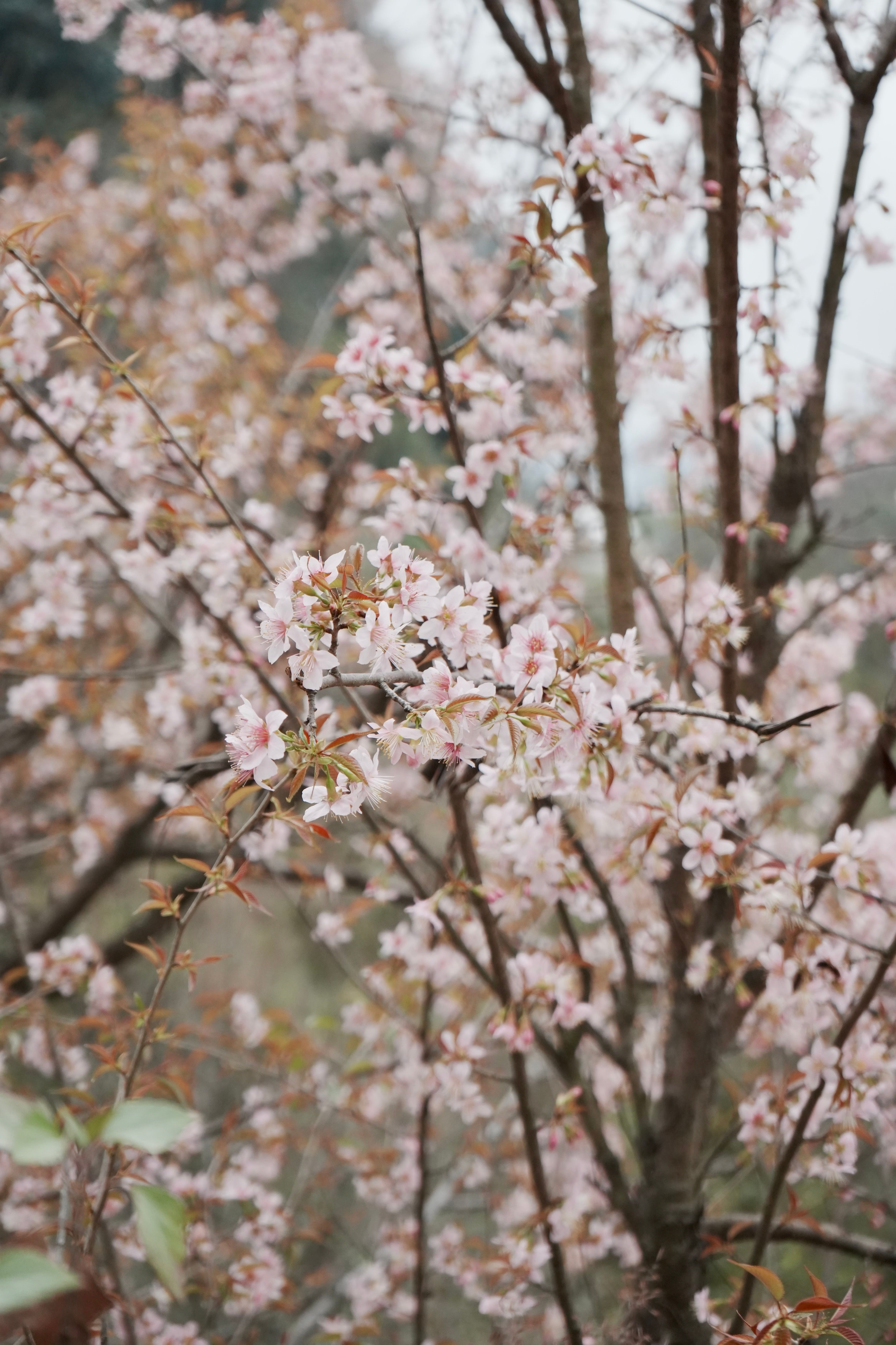 Cherry Blossom Tree in Full Bloom During Spring · Free Stock Photo
