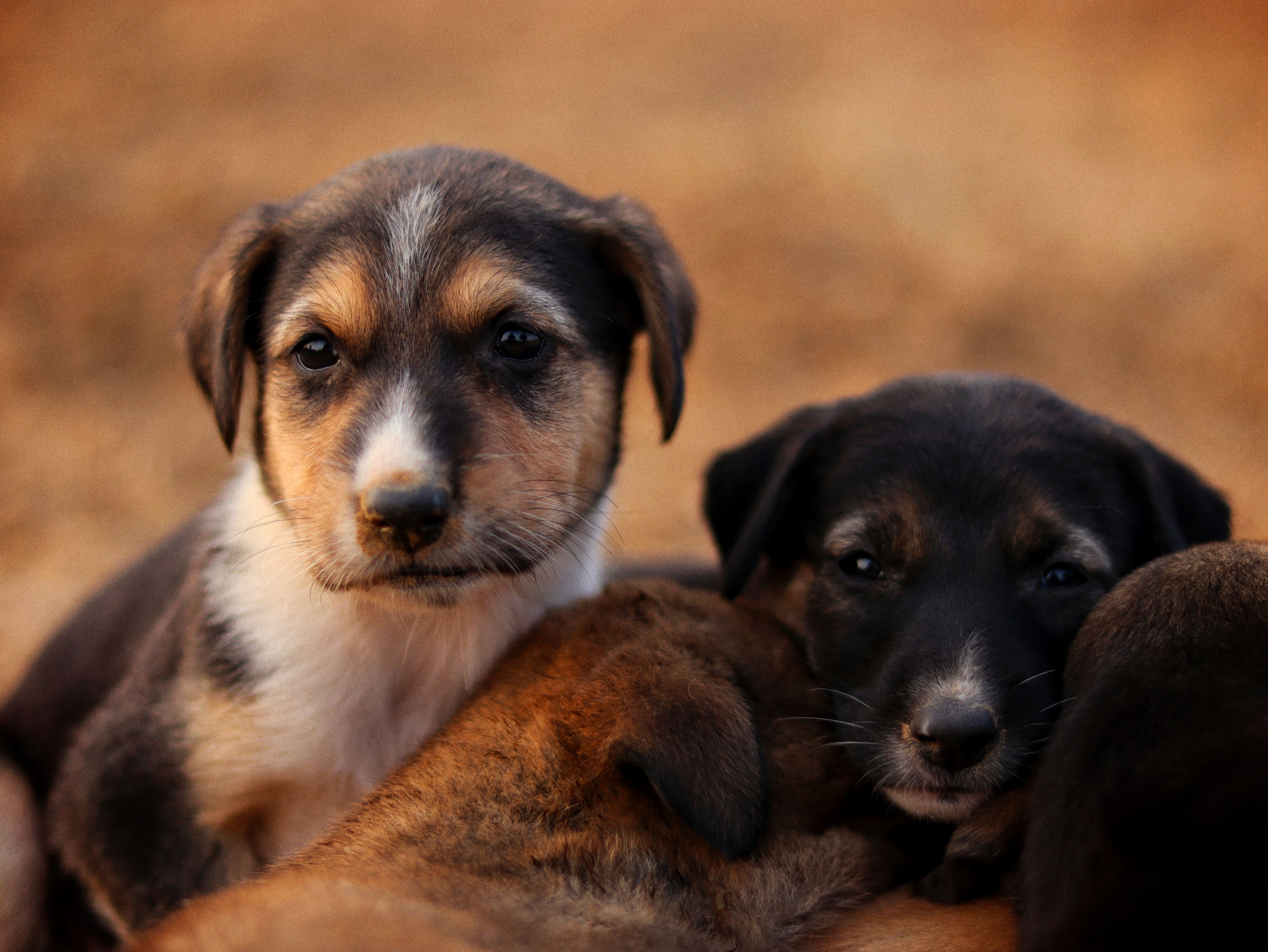 Adorable Puppies Snuggling Together Outdoors · Free Stock Photo