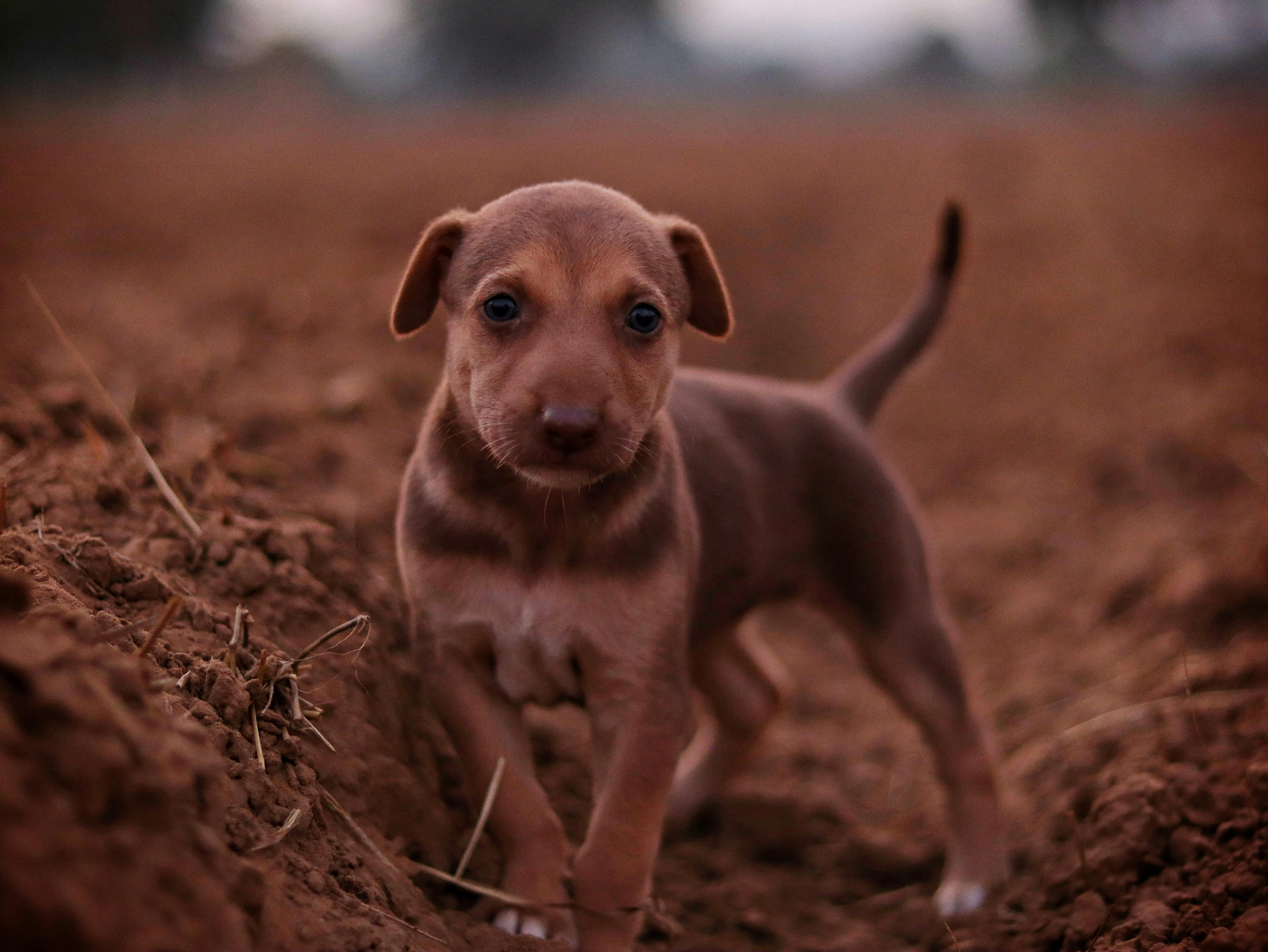 Dogs+Fce Photos, Download The BEST Free Dogs+Fce Stock Photos & HD Images