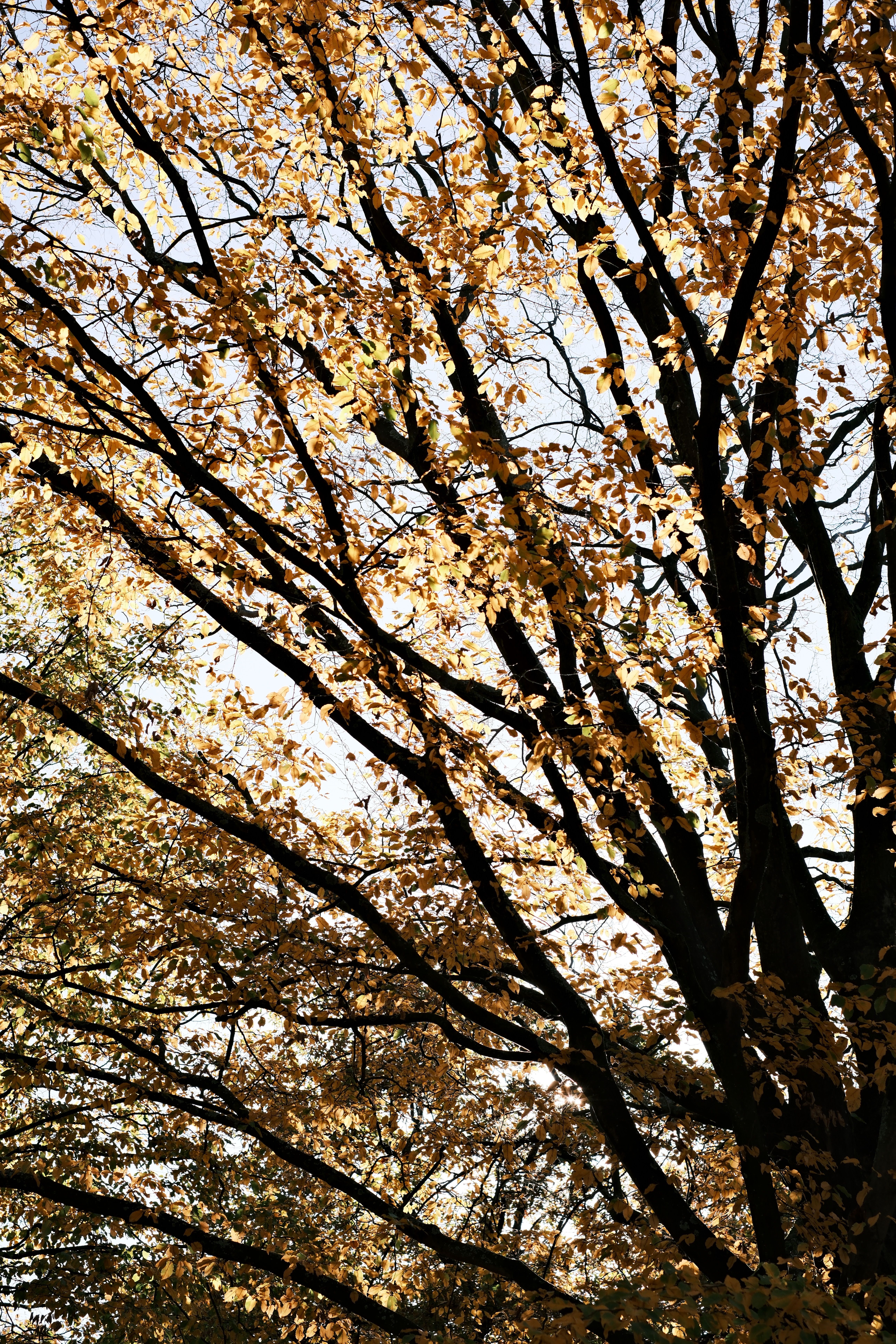 Golden Autumn Tree Branches Against Blue Sky · Free Stock Photo
