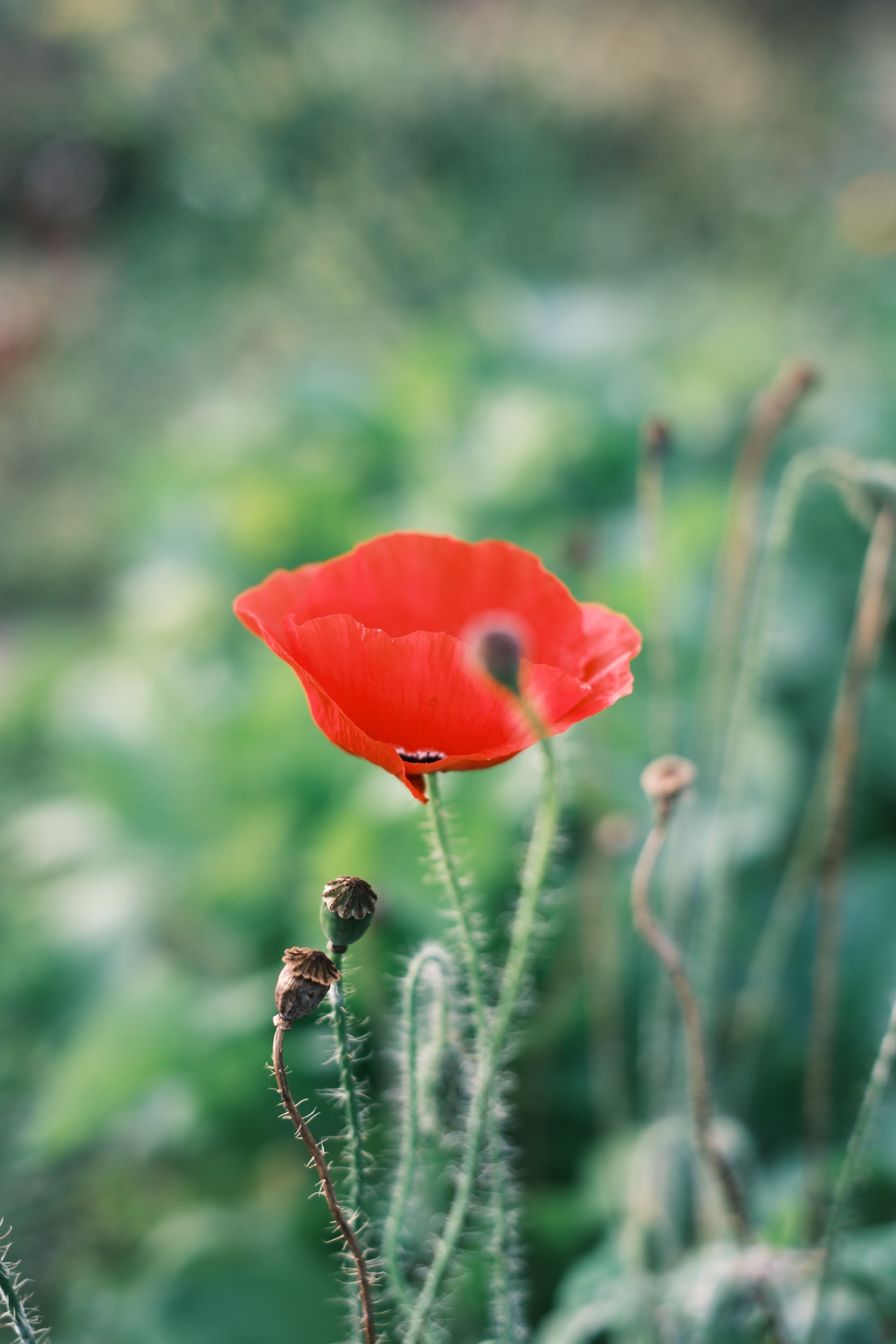 Vibrant Red Poppy Flower in Natural Setting · Free Stock Photo