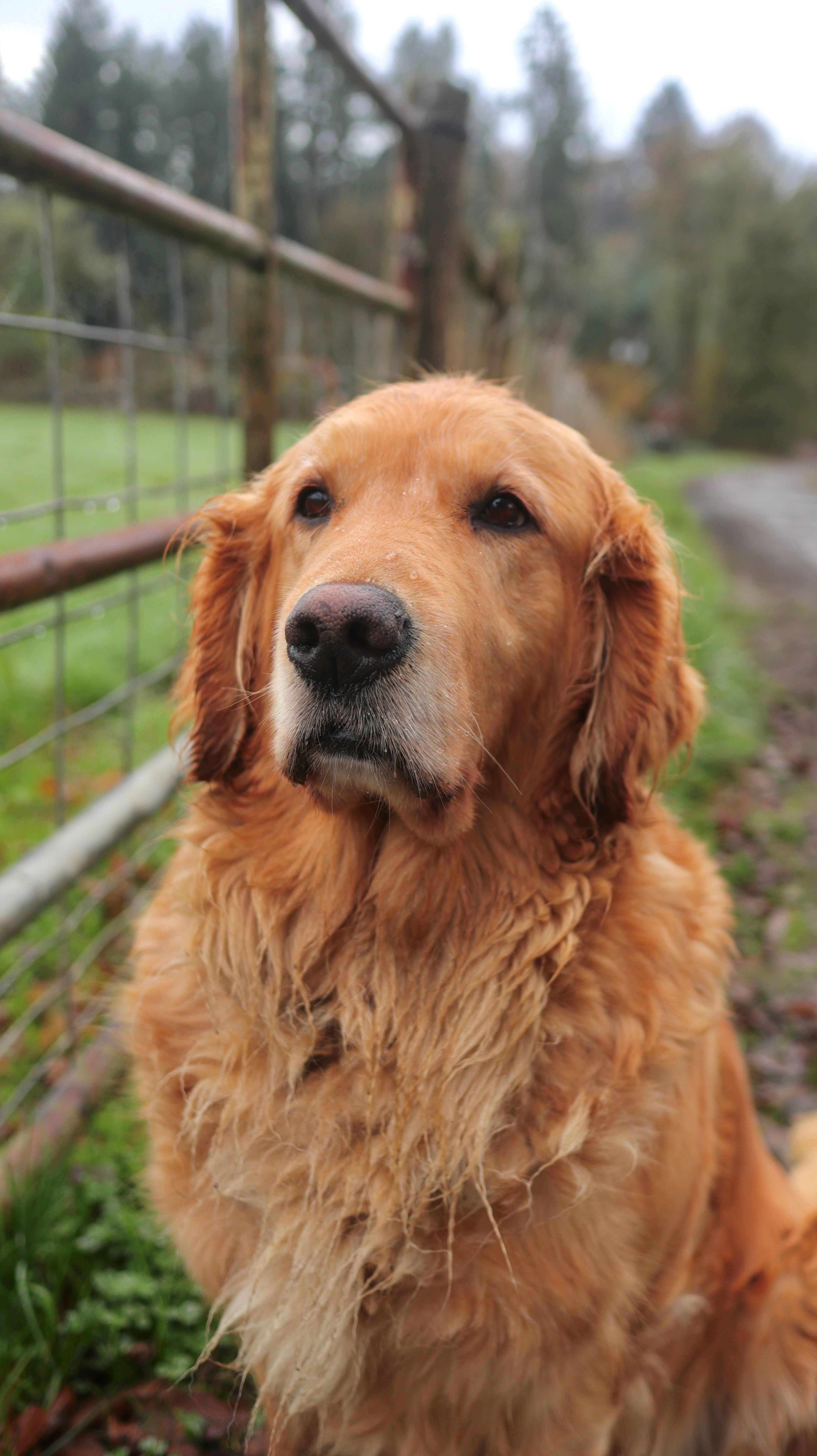 Golden Retriever Outdoors on a Rainy Day · Free Stock Photo
