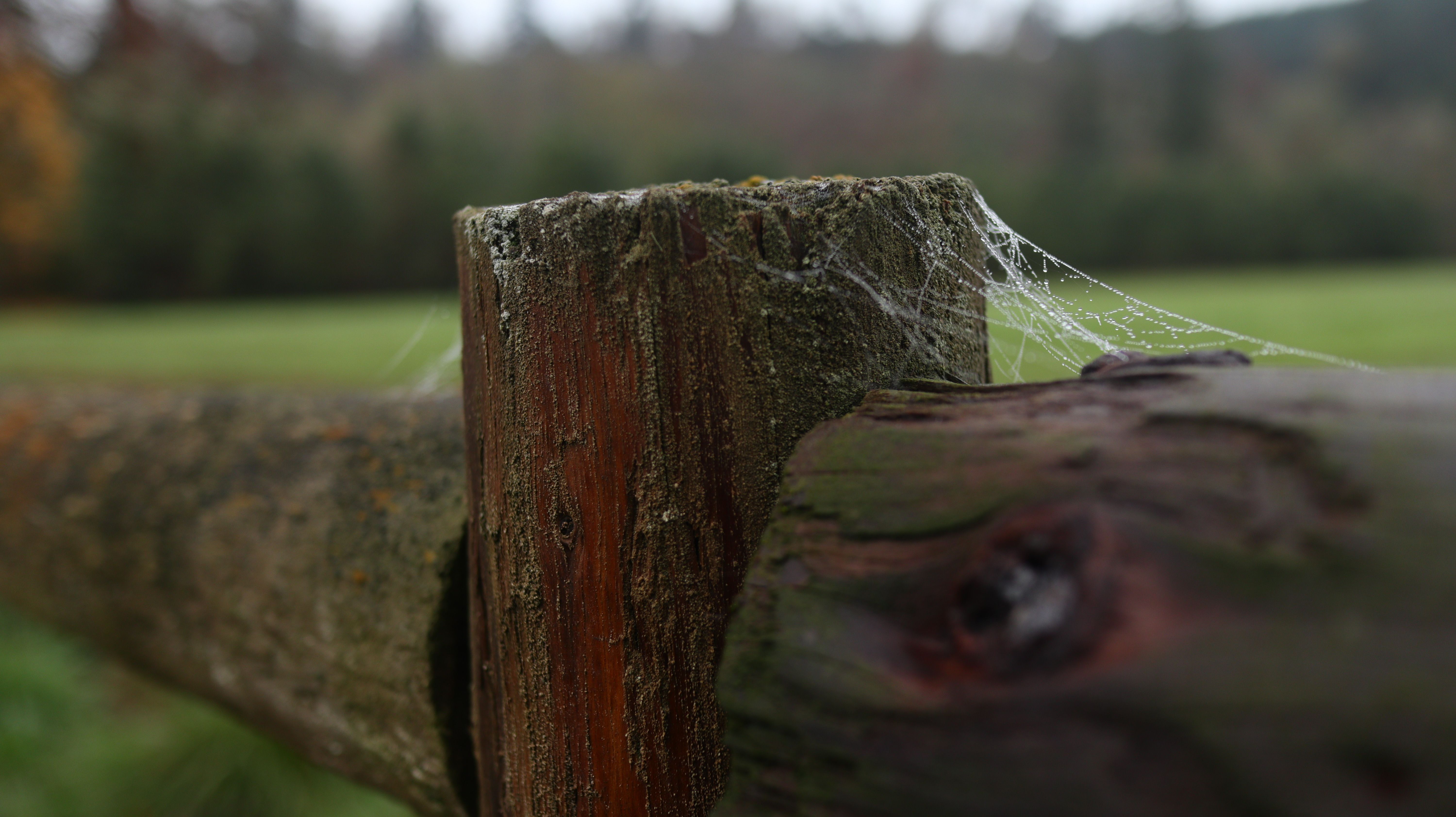 Close-Up of Wooden Fence with Dewy Spider Web · Free Stock Photo