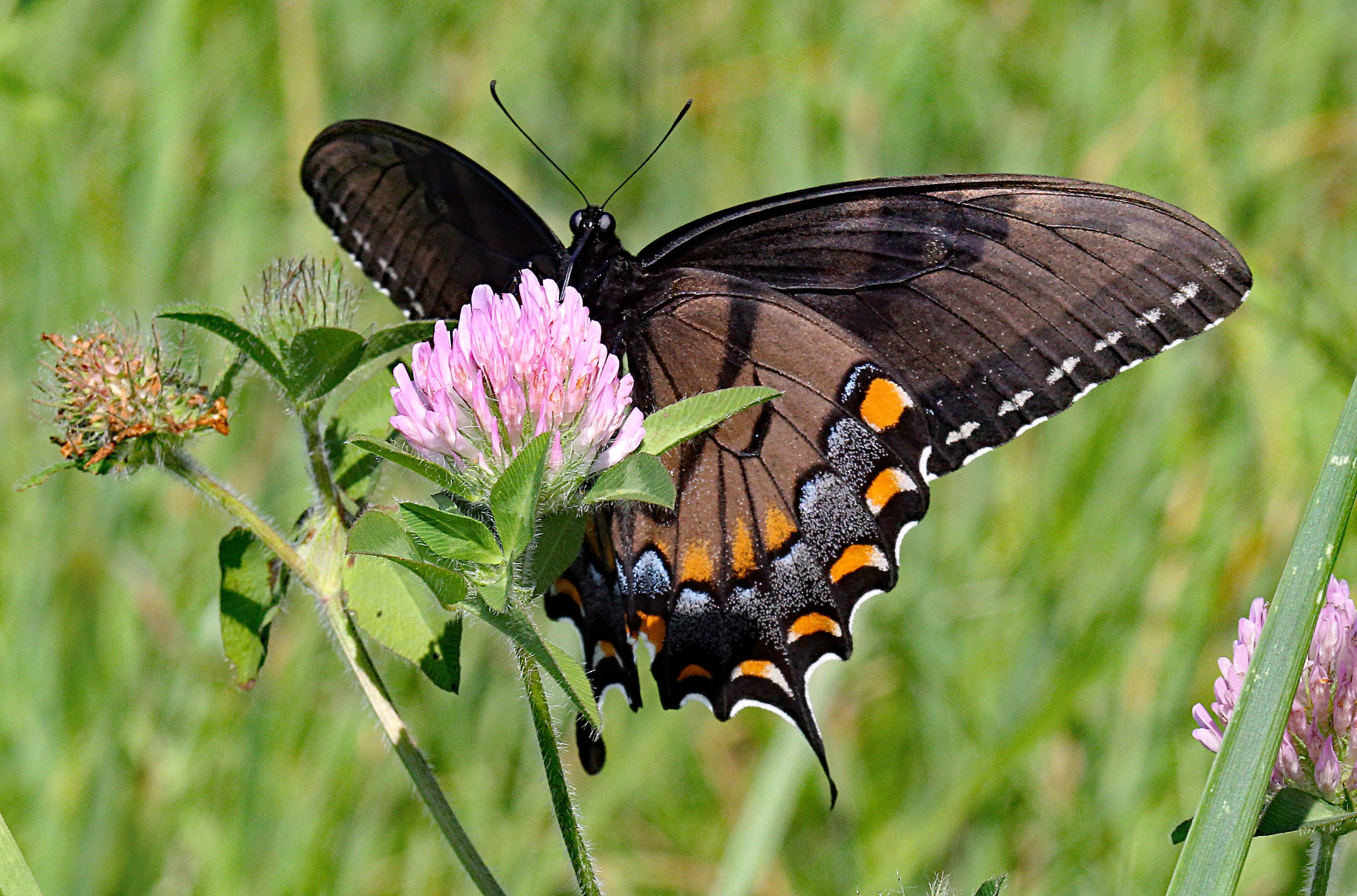 Eastern Tiger Swallowtail on Pink Clover Bloom · Free Stock Photo