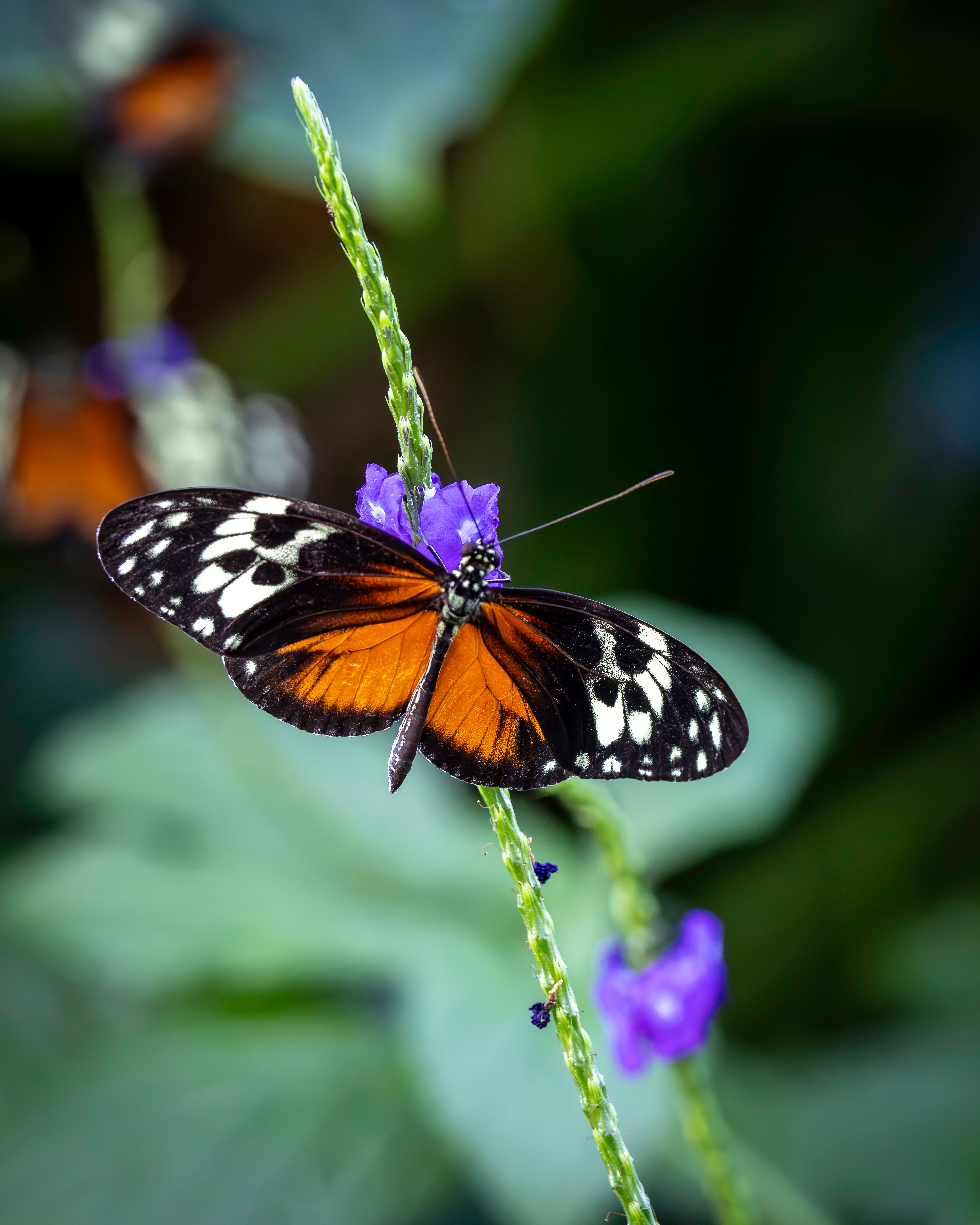 Juno Longwing Photos, Download The BEST Free Juno Longwing Stock Photos ...