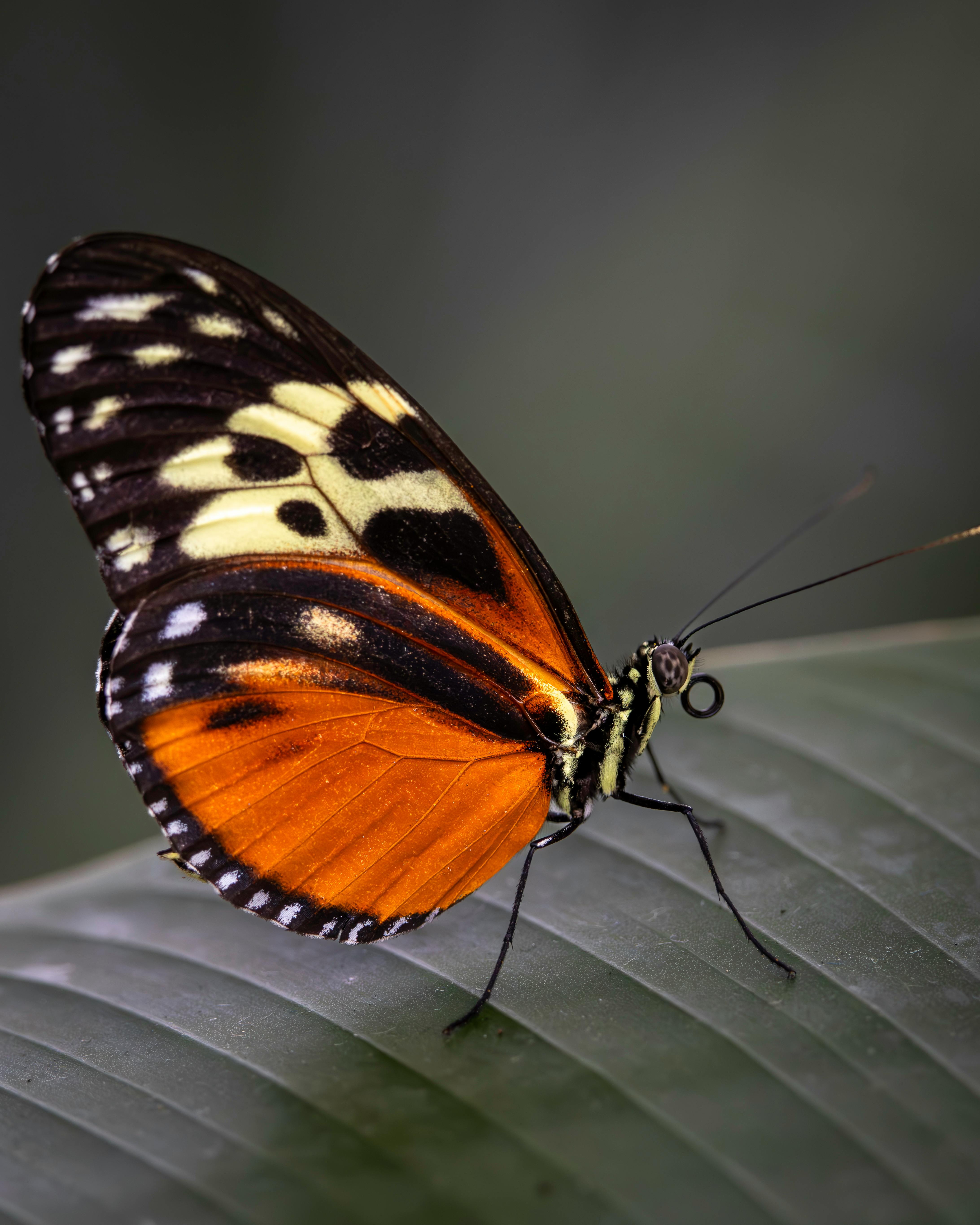 Primer Plano De Una Mariposa Heliconius Sobre Una Hoja · Foto de stock ...