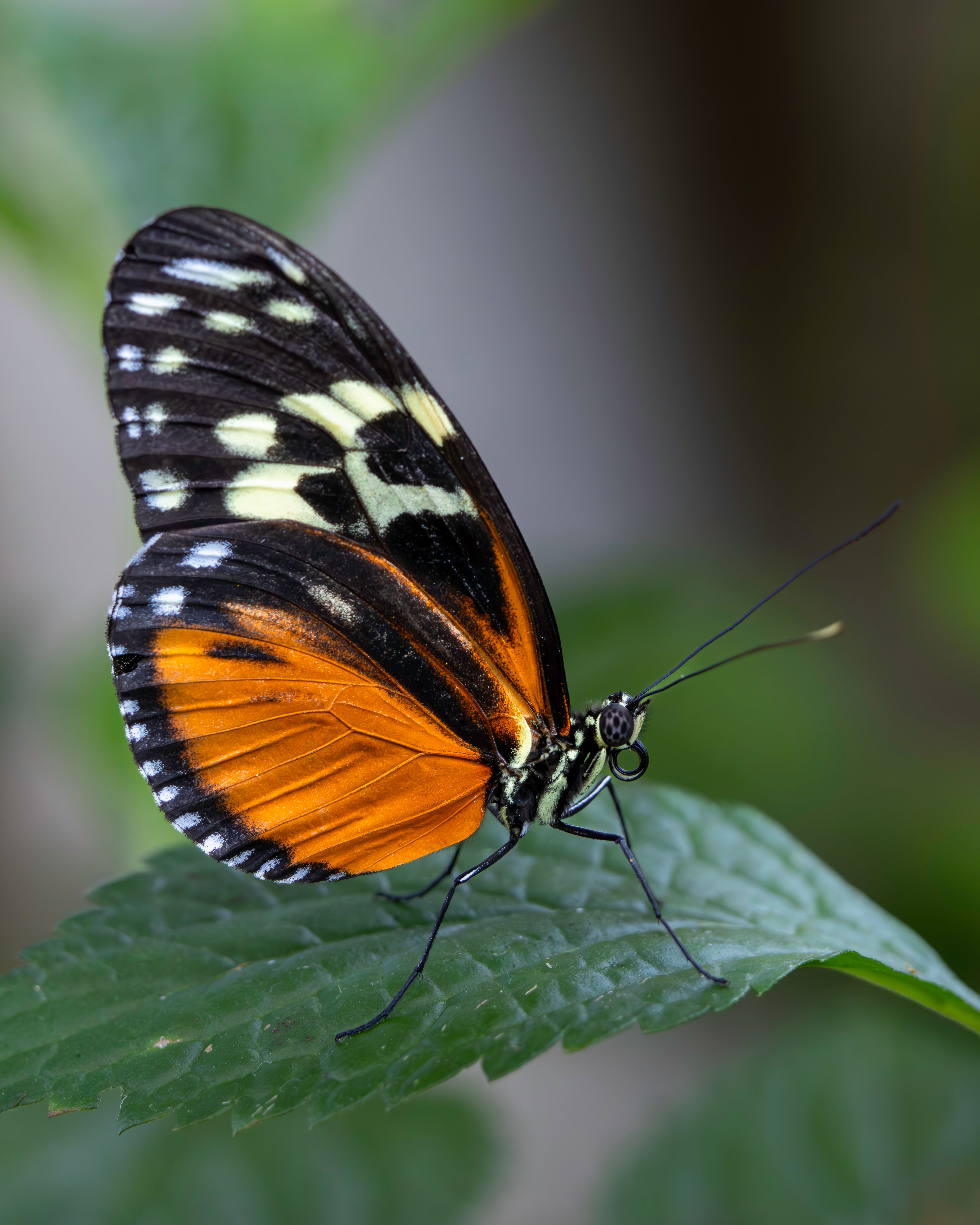 Butterfly Profile Photos, Download The BEST Free Butterfly Profile ...