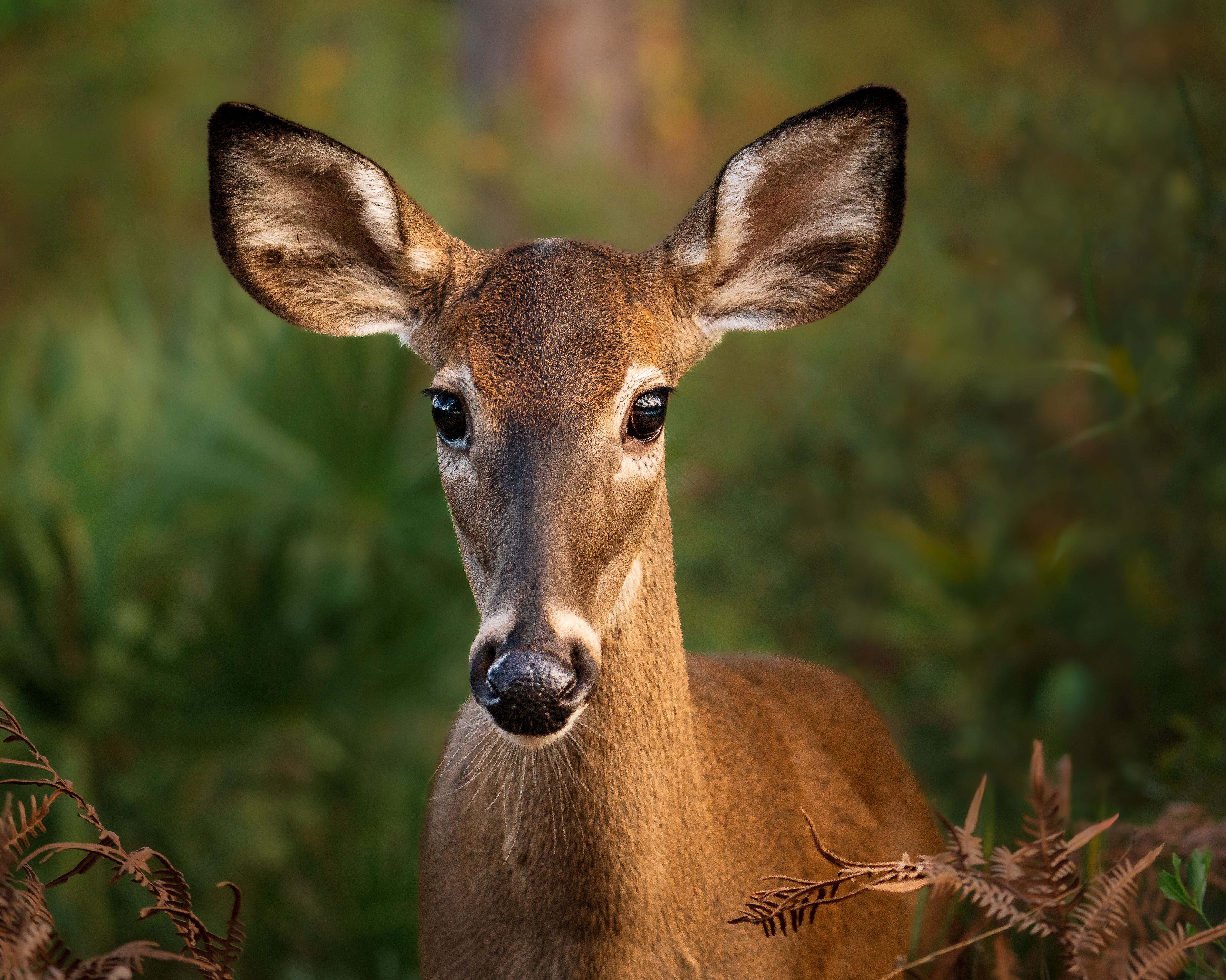 Wild Animals Photos, Download The BEST Free Wild Animals Stock Photos ...