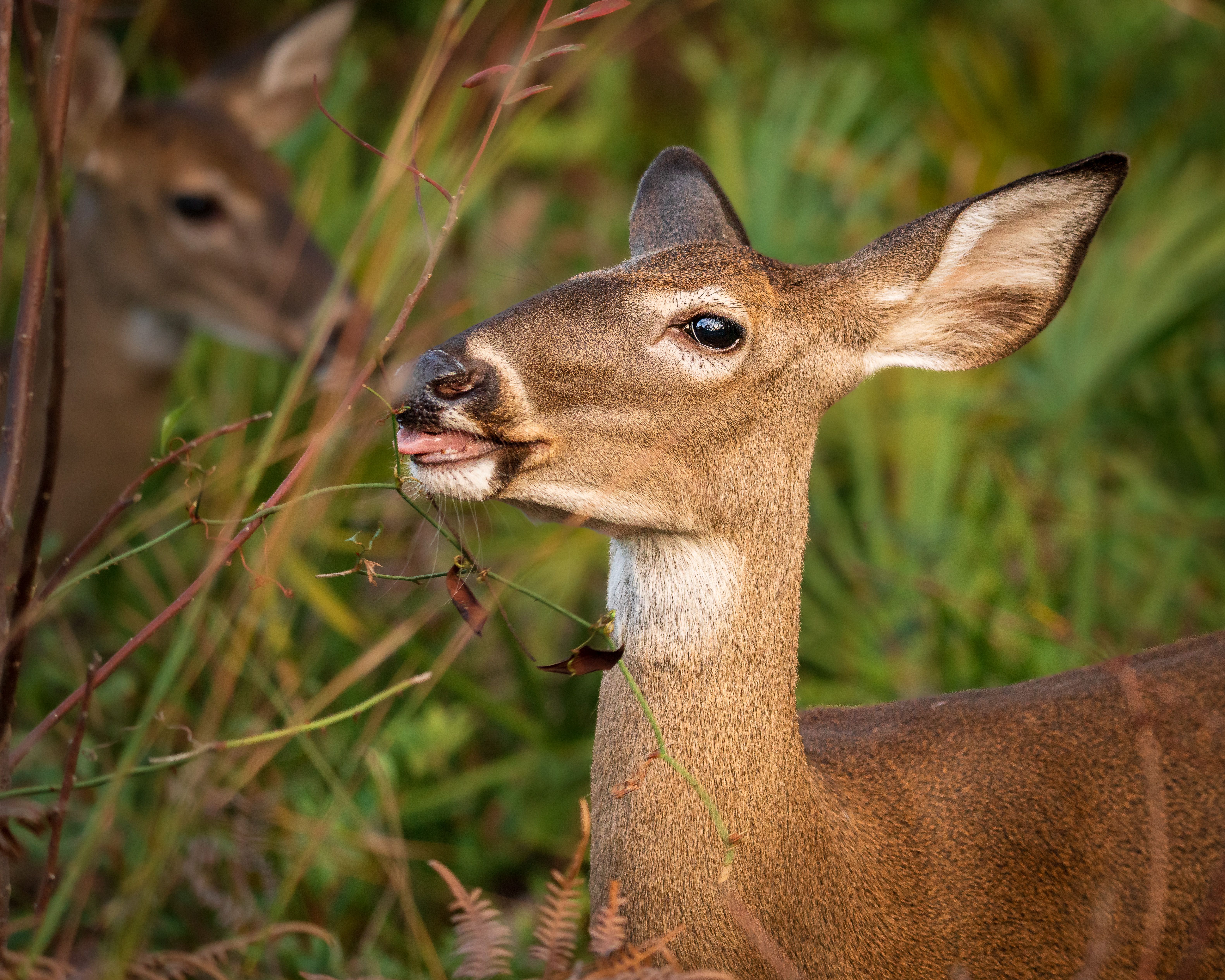 Close-up of White-tailed Deer in Natural Habitat · Free Stock Photo