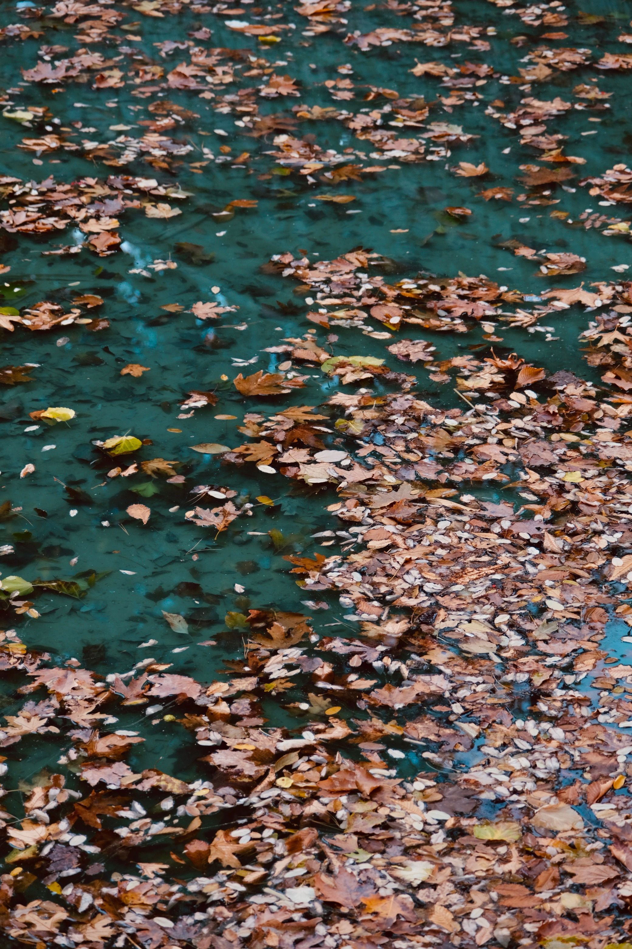 Autumn Leaves Floating on Clear Water · Free Stock Photo
