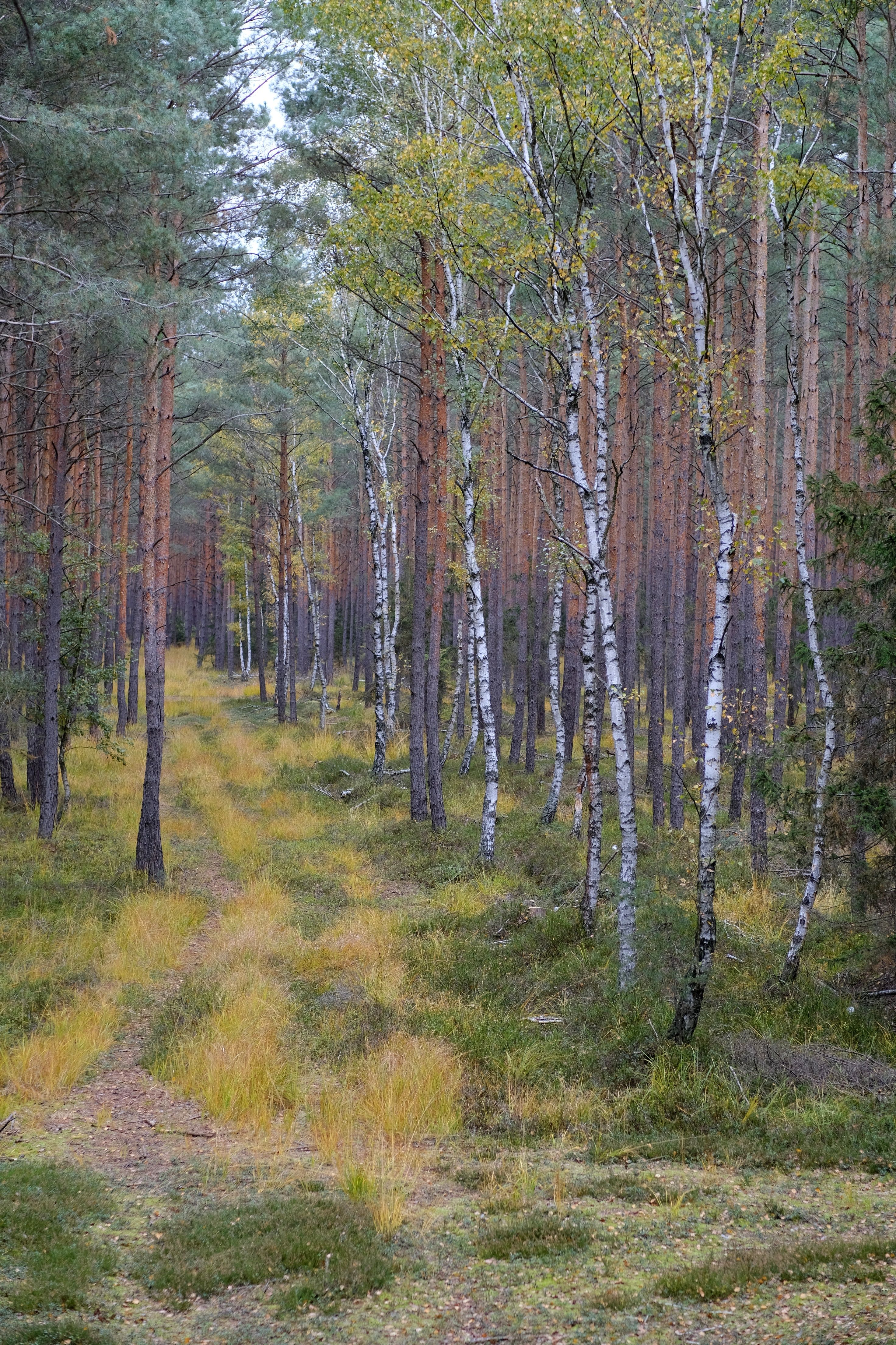 Serene Forest Path in Birch and Pine Woods · Free Stock Photo