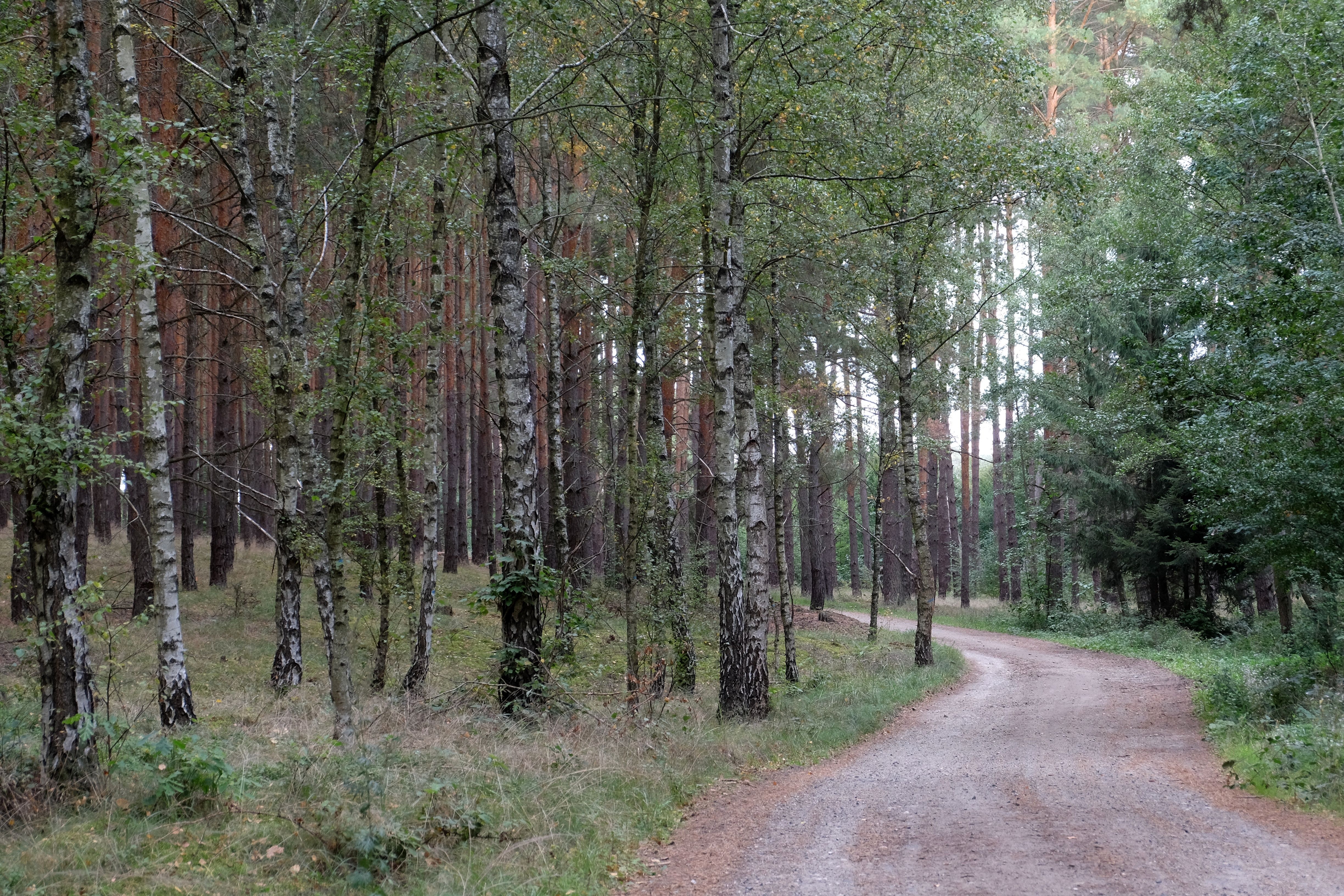 Serene Woodland Path Through Birch Forest · Free Stock Photo
