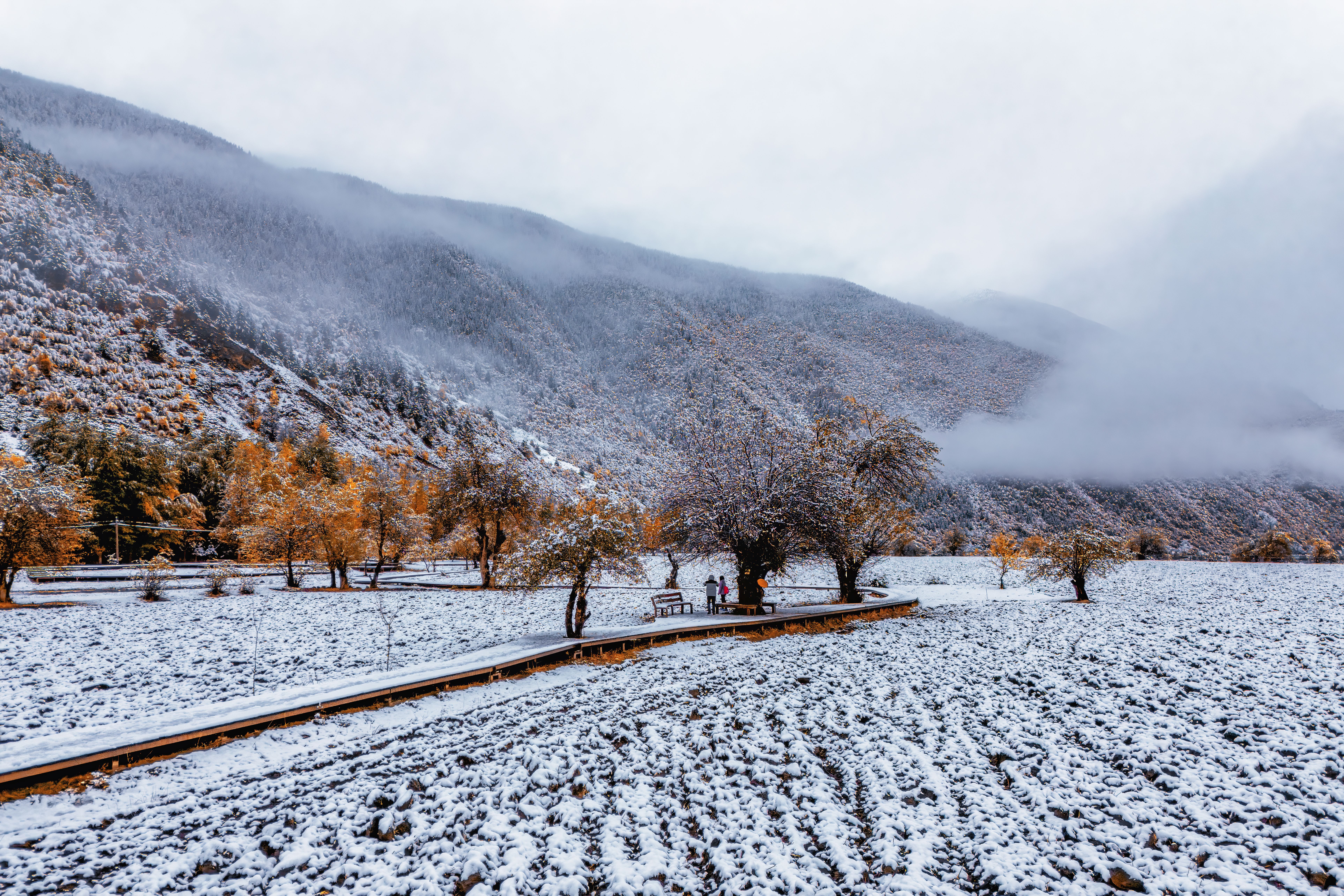 Snow-covered Valley with Autumn Trees in Tibet · Free Stock Photo