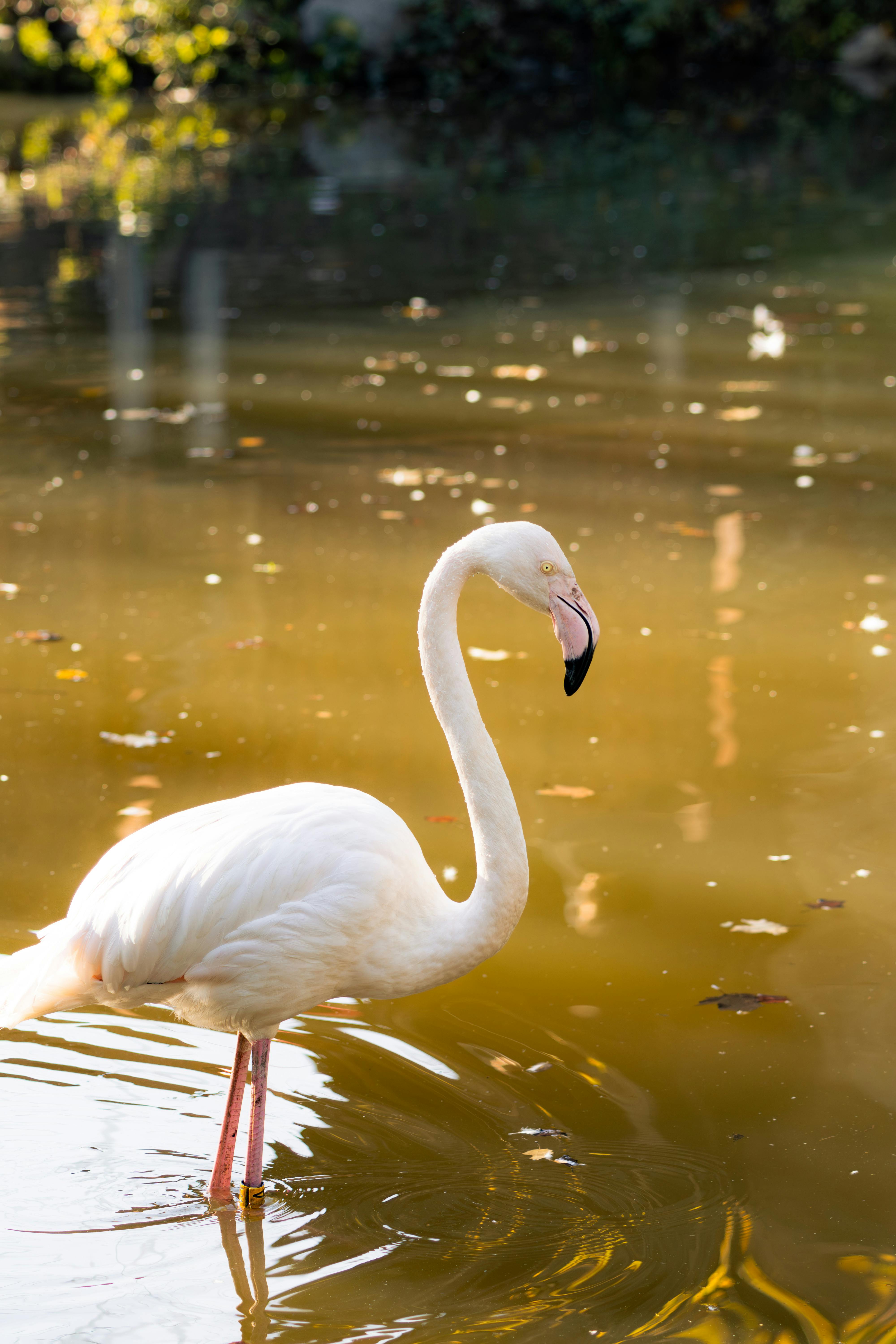 Imagine de stoc gratuită cu abia mişcat, acvatic, animal, apă, armonios ...