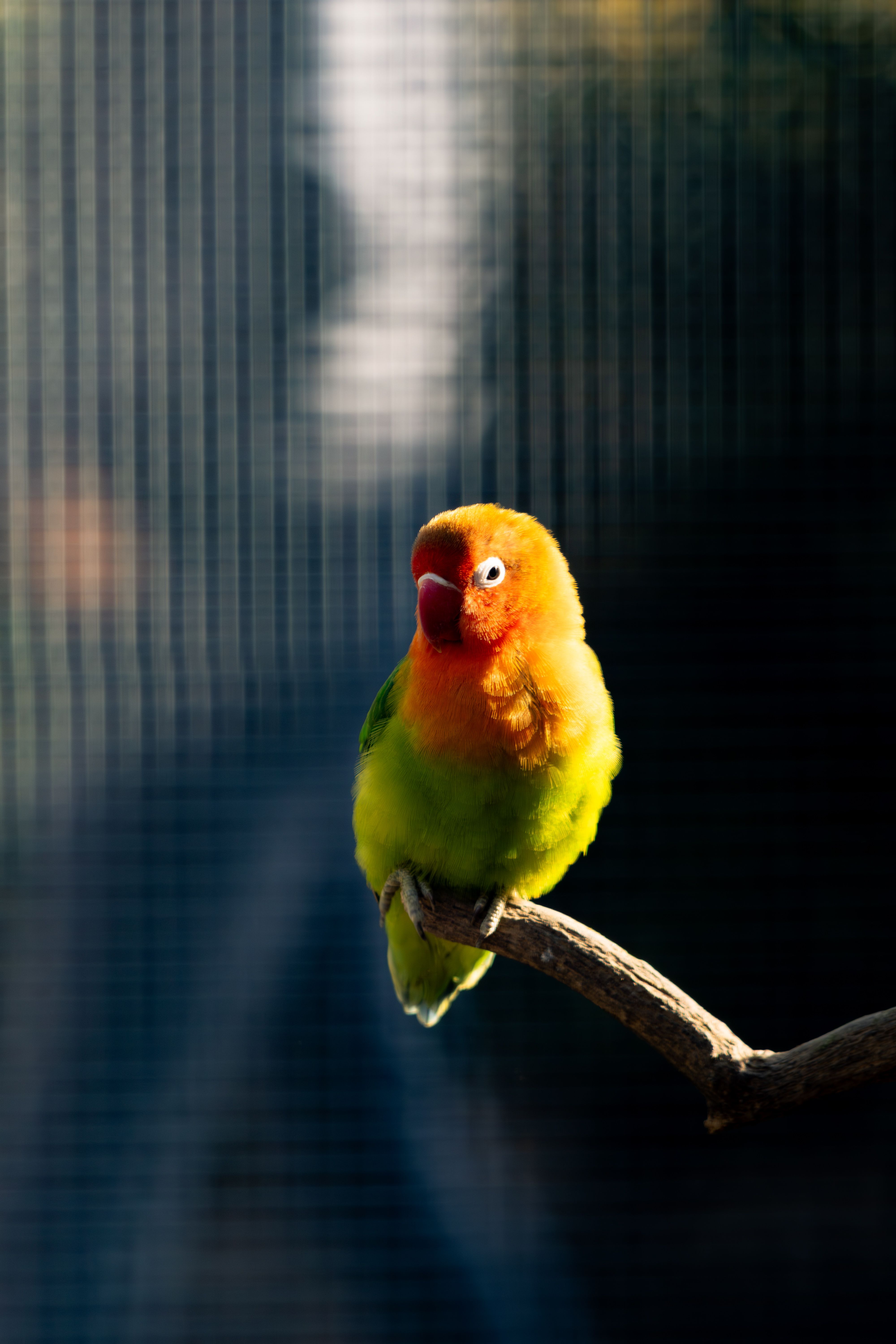 Close-Up Photo of Bird · Free Stock Photo