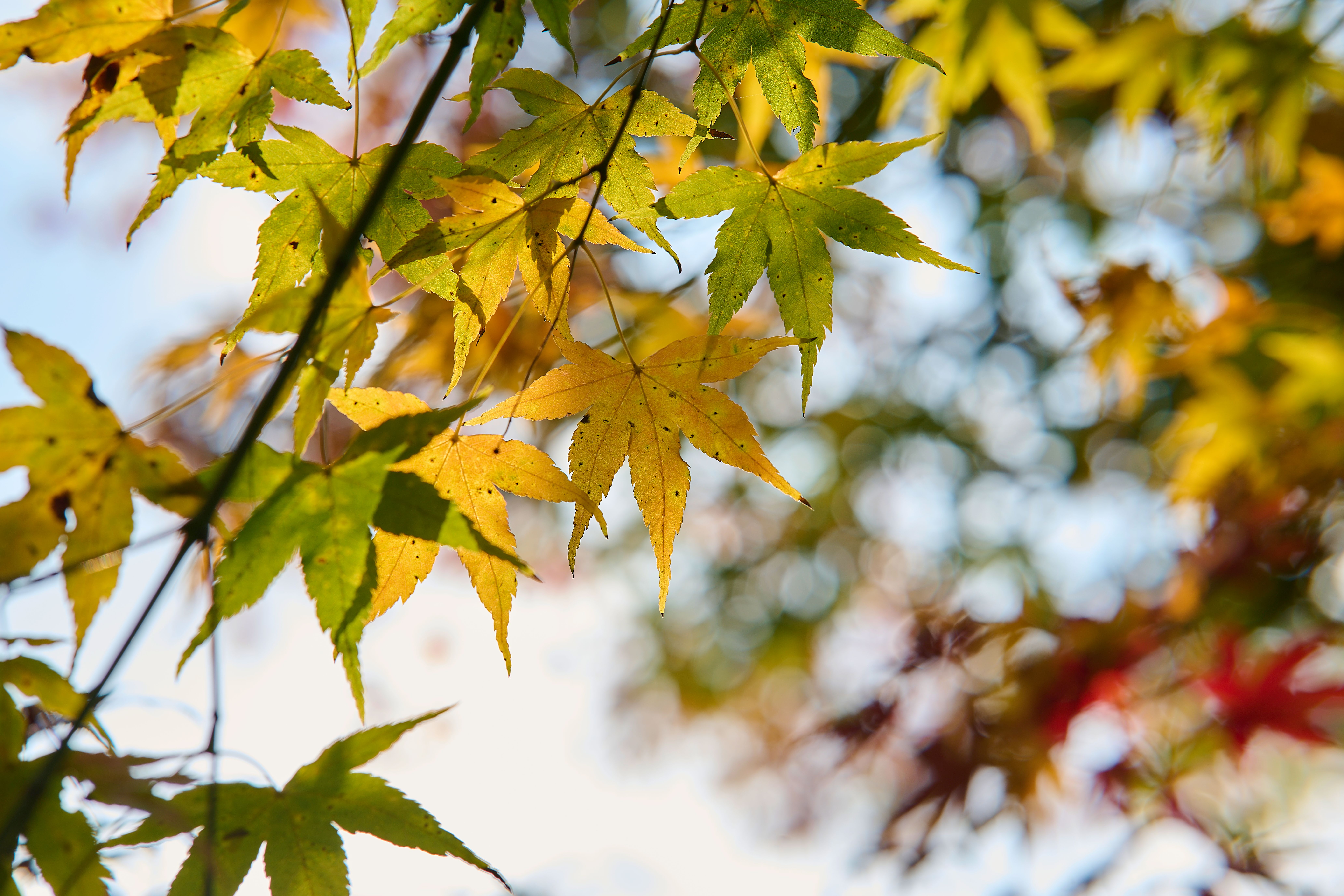 Autumn maple leaves with vibrant colors in sunlight · Free Stock Photo