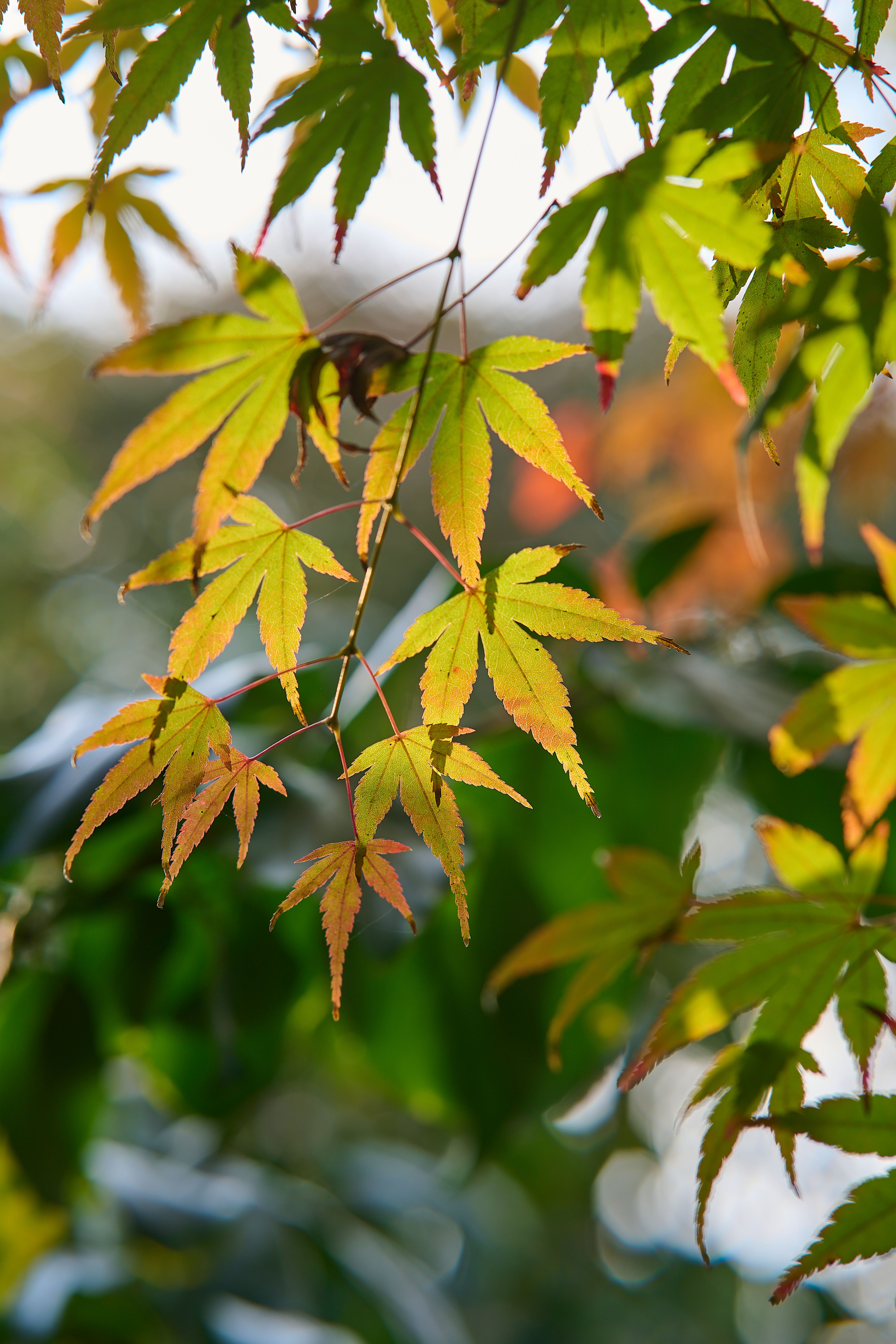 Vibrant Autumn Leaves on Maple Tree Branch · Free Stock Photo