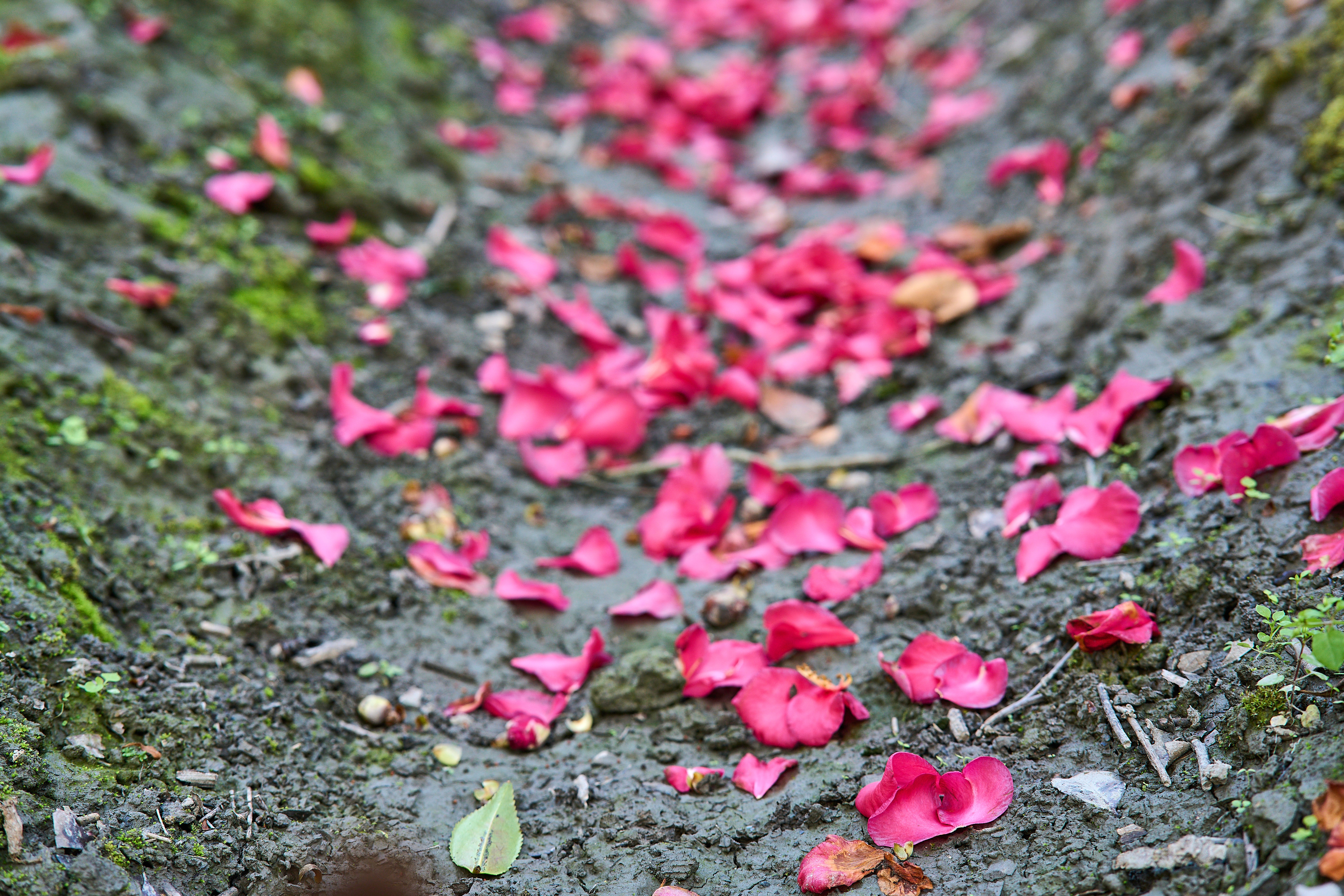 Vibrant Red Petals on Mossy Ground Pathway · Free Stock Photo