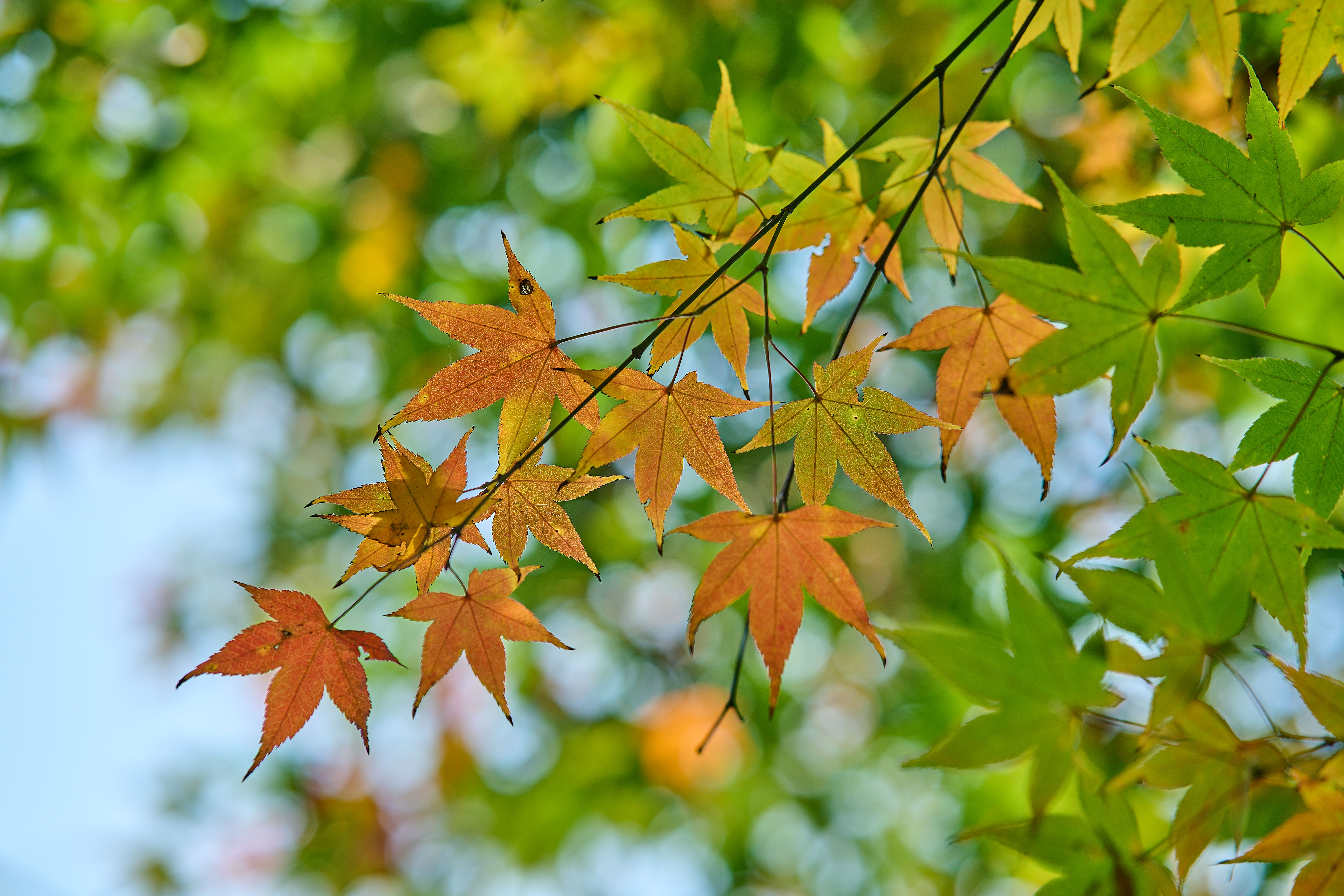 Vibrant Maple Leaves in Early Fall Photography · Free Stock Photo