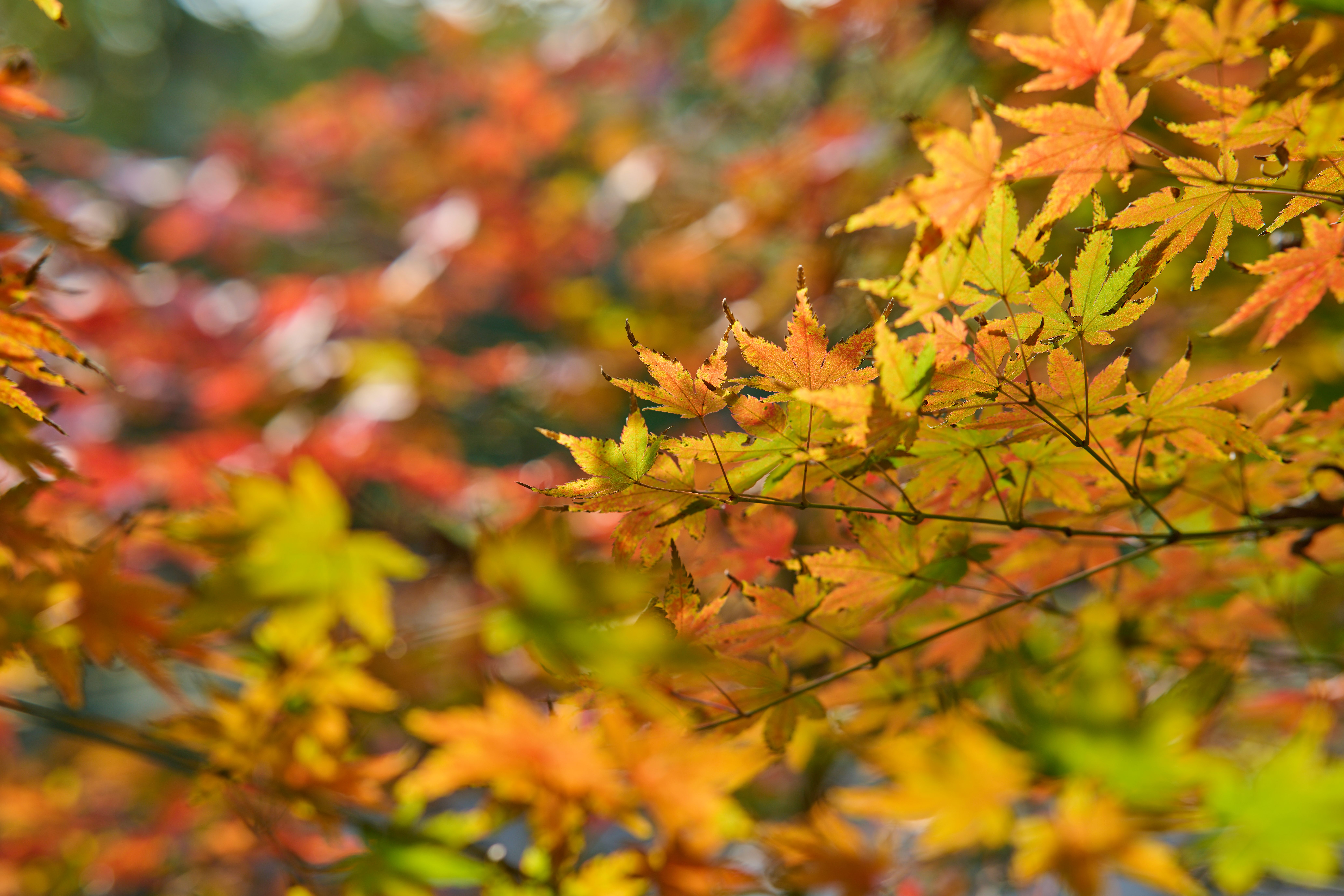 Vibrant Autumn Foliage with Maple Leaves · Free Stock Photo