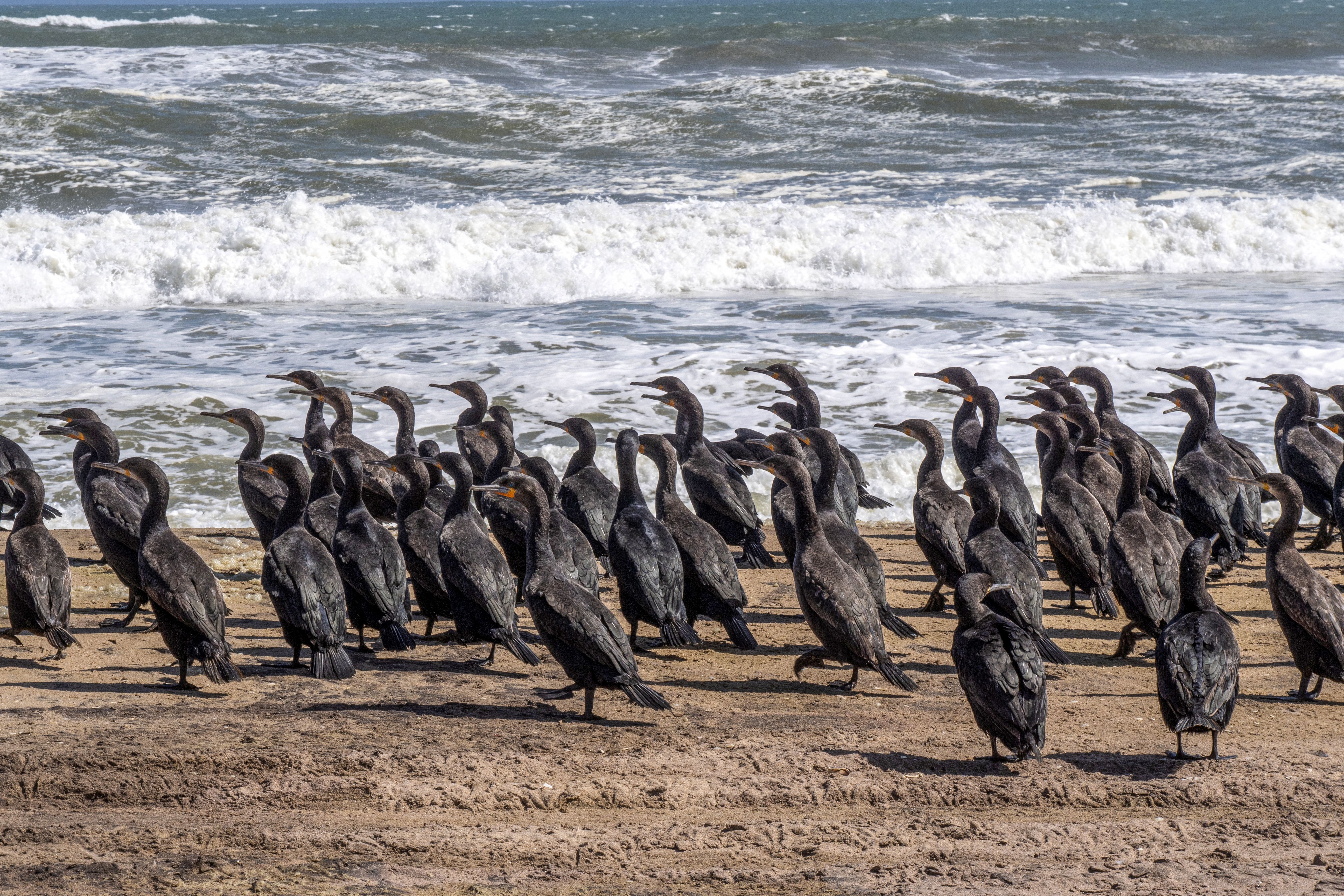 Group of Cormorants on a Sandy Beach · Free Stock Photo