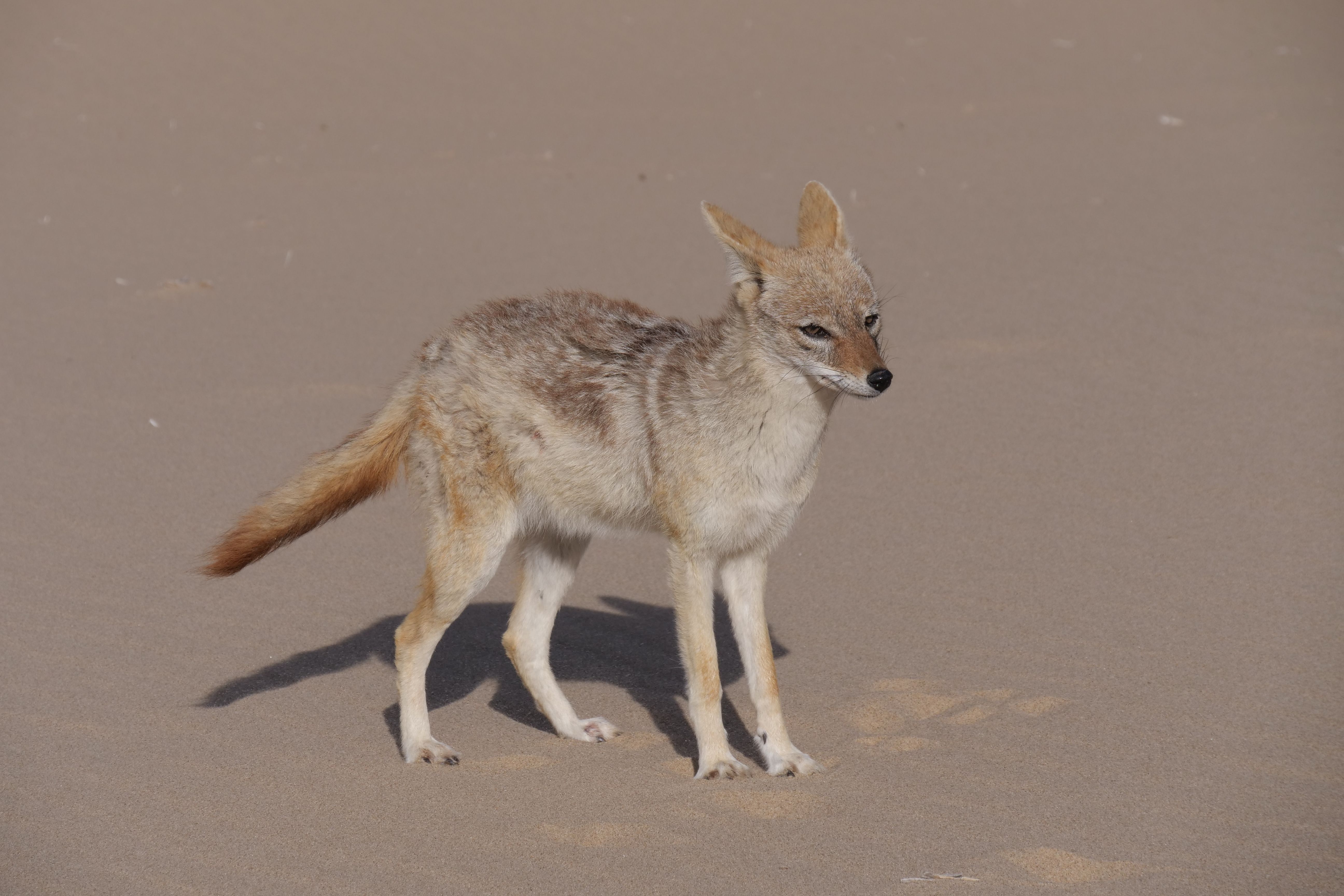 Desert Animal Photos, Download The BEST Free Desert Animal Stock Photos ...