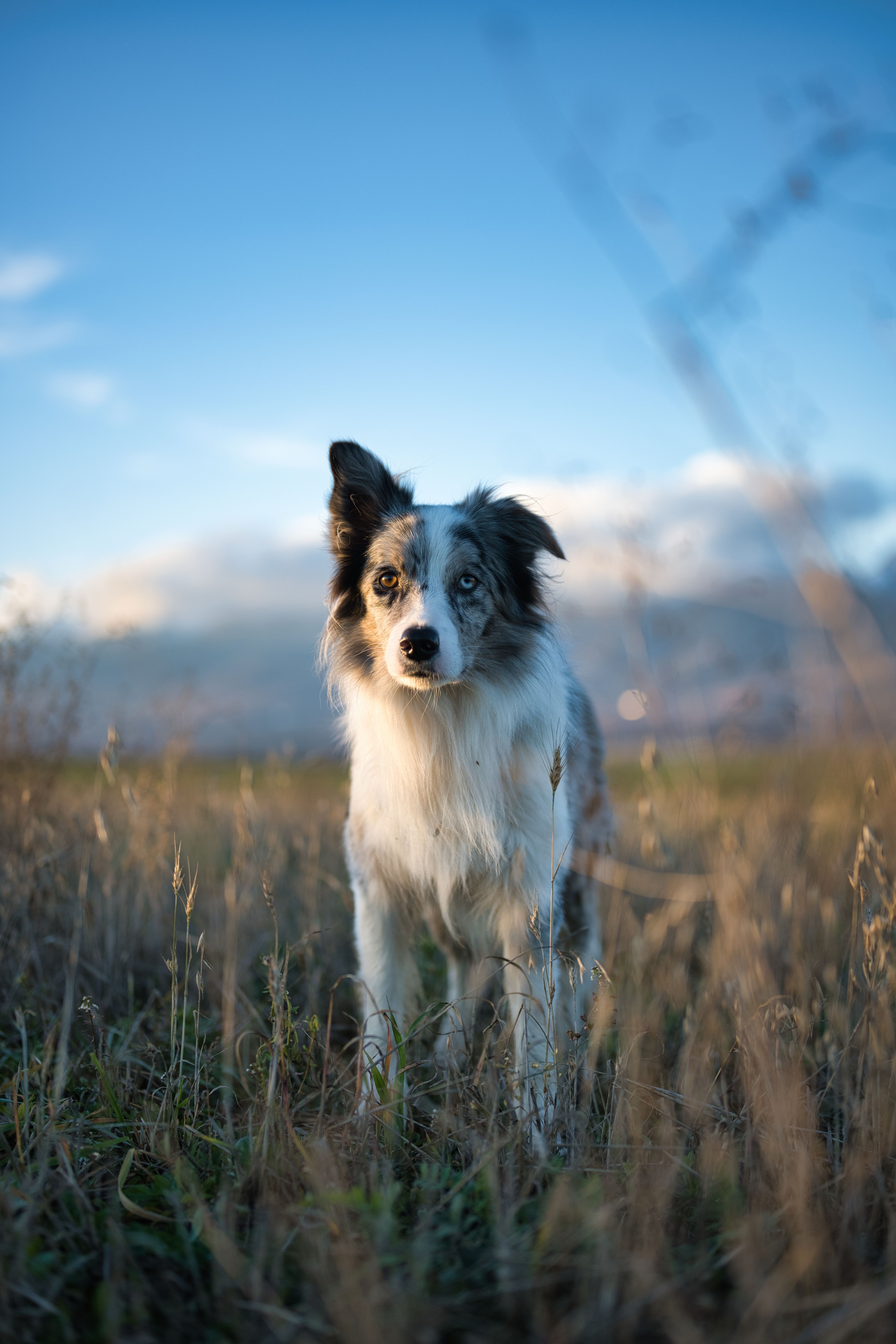 Border Collie in Scenic Slovakian Landscape · Free Stock Photo