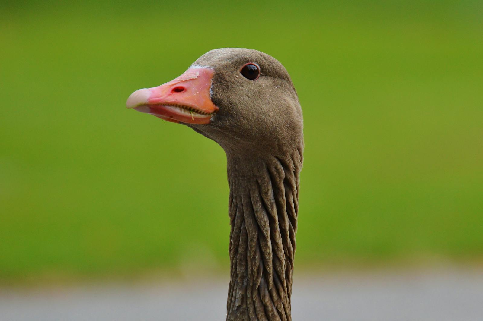 Goose Photos, Download The BEST Free Goose Stock Photos & HD Images