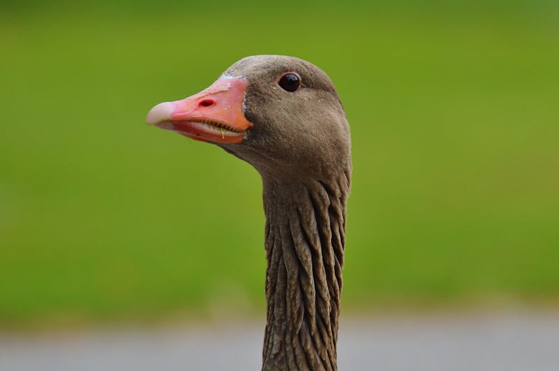 Goose Photos, Download The BEST Free Goose Stock Photos & HD Images