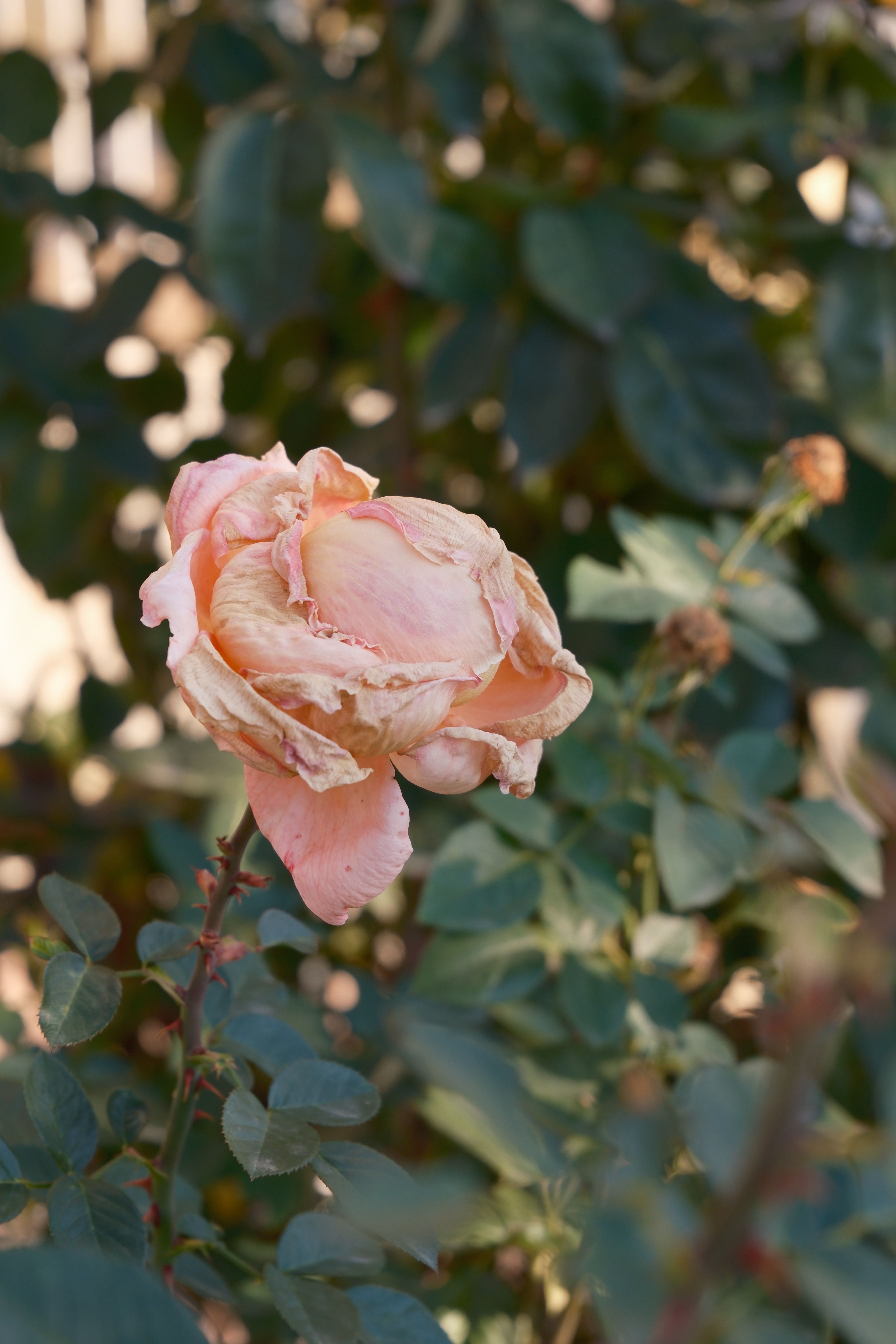 Close-up of a Withered Peach Rose in Autumn Garden · Free Stock Photo