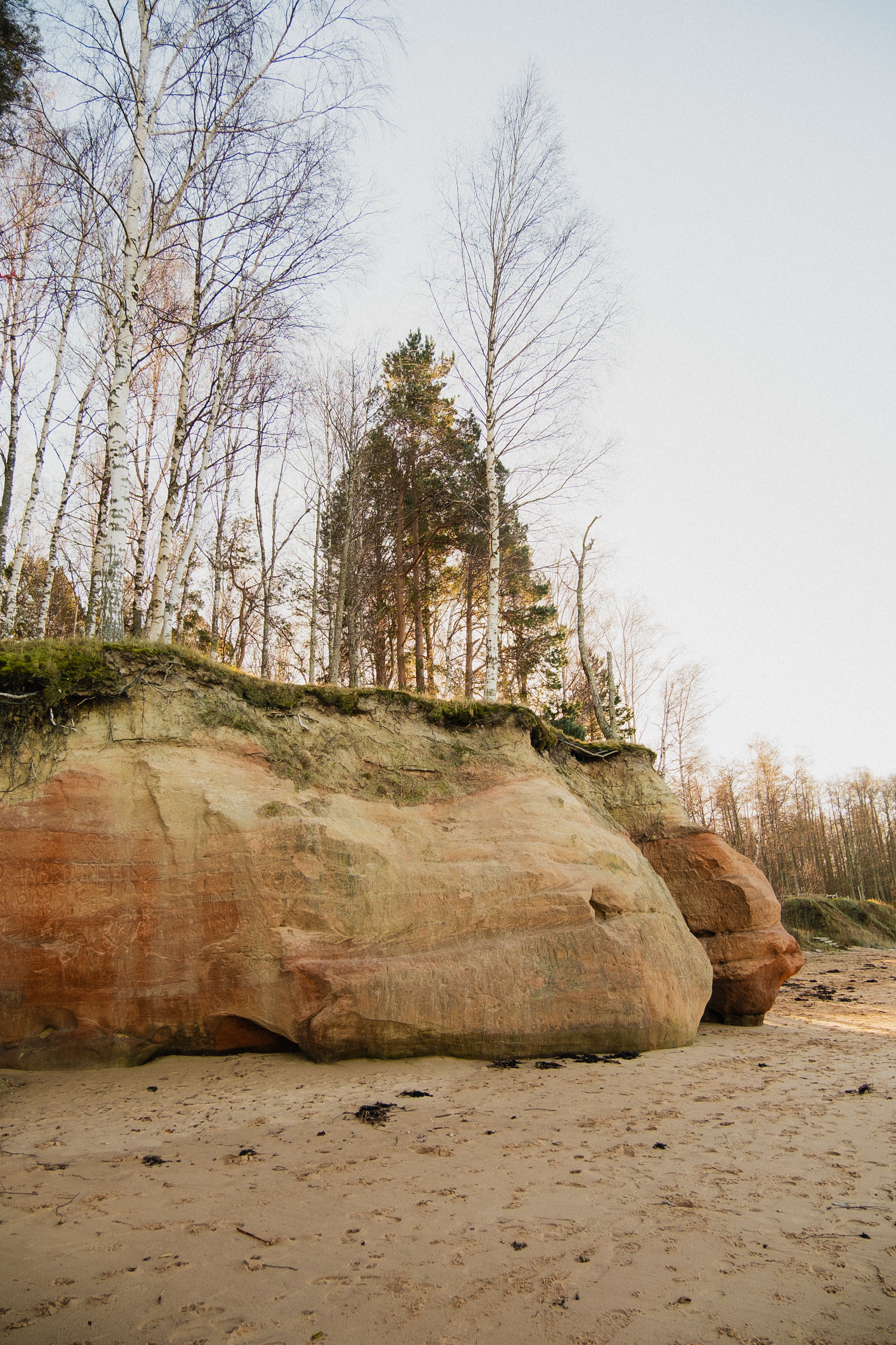 Scenic Coastal Cliff with Birch Trees in Autumn · Free Stock Photo