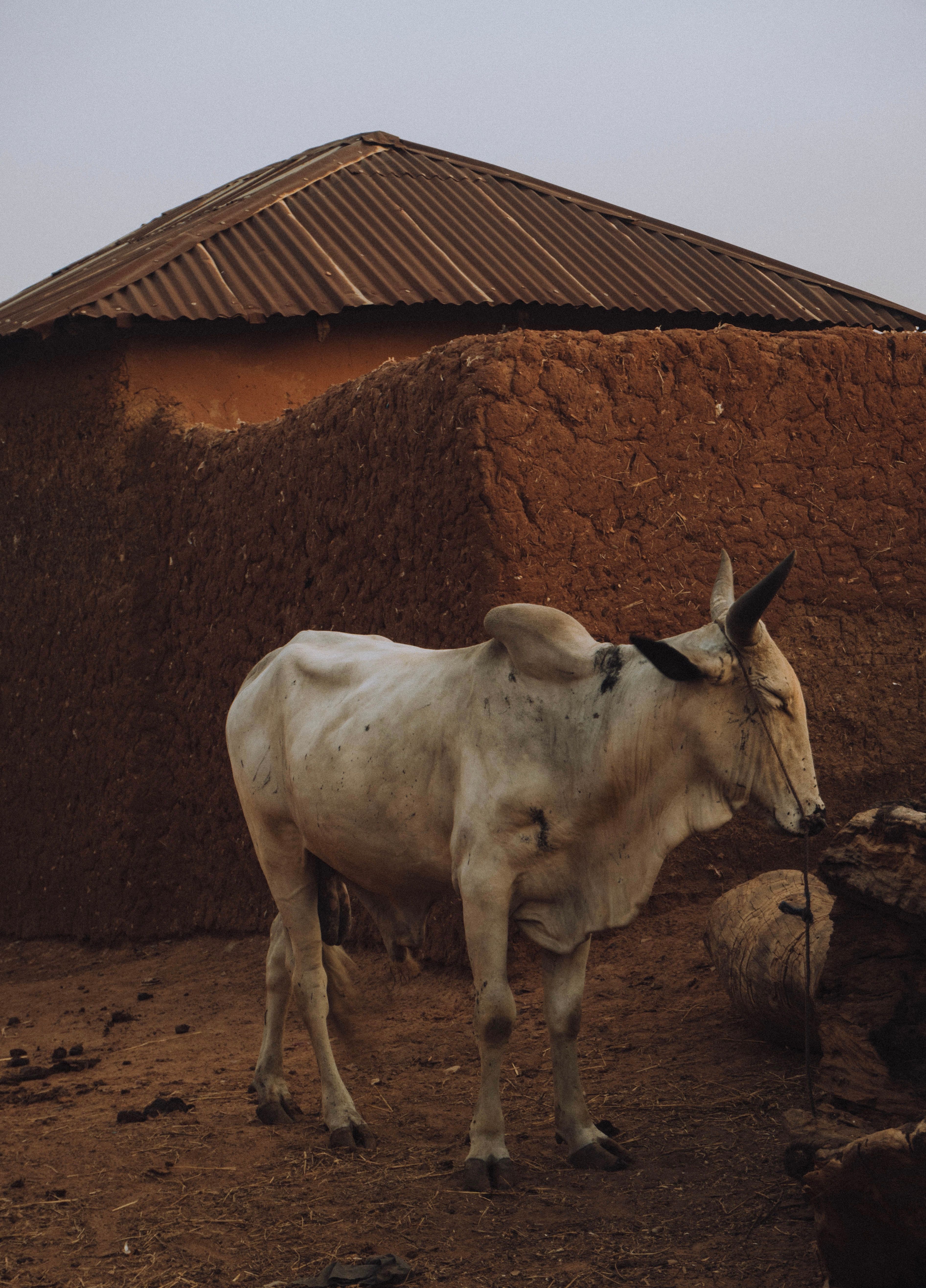 White Bull Standing Beside Traditional Mud House · Free Stock Photo